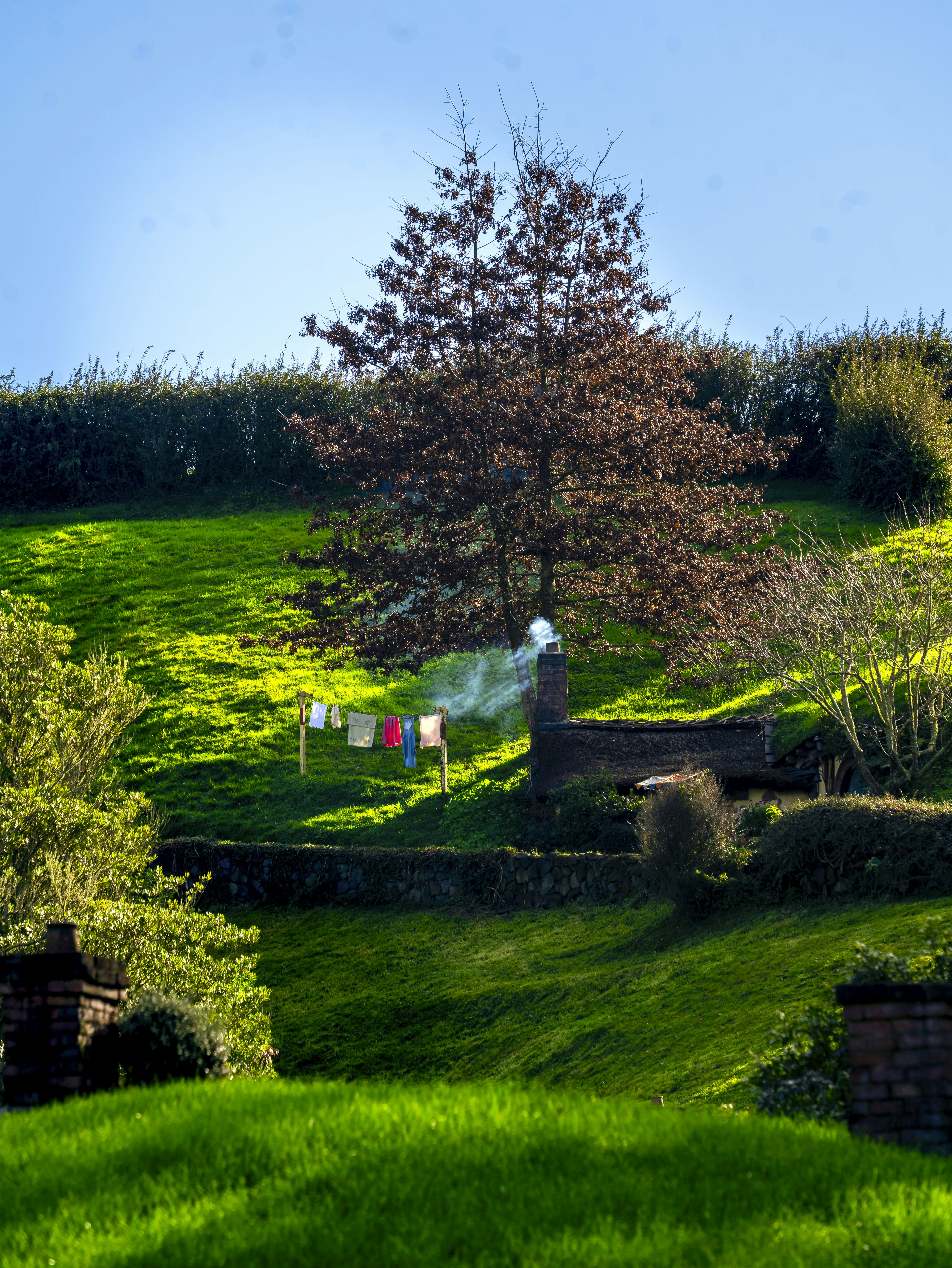 Sunlit Orchard Garden with Blooming Tree and Laundry Lines