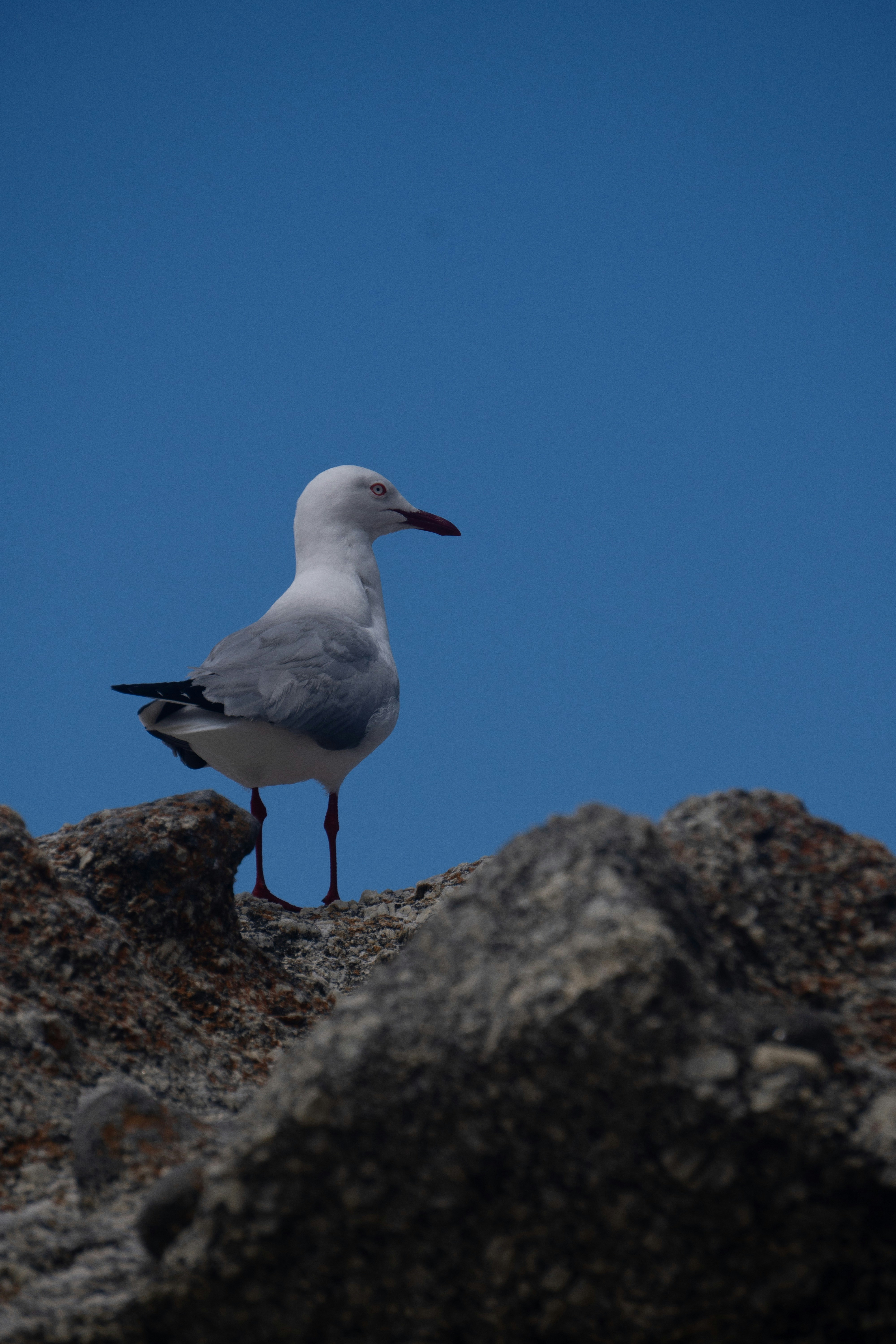 Seagull on a Granite Ledge Beneath a Cobalt Sky