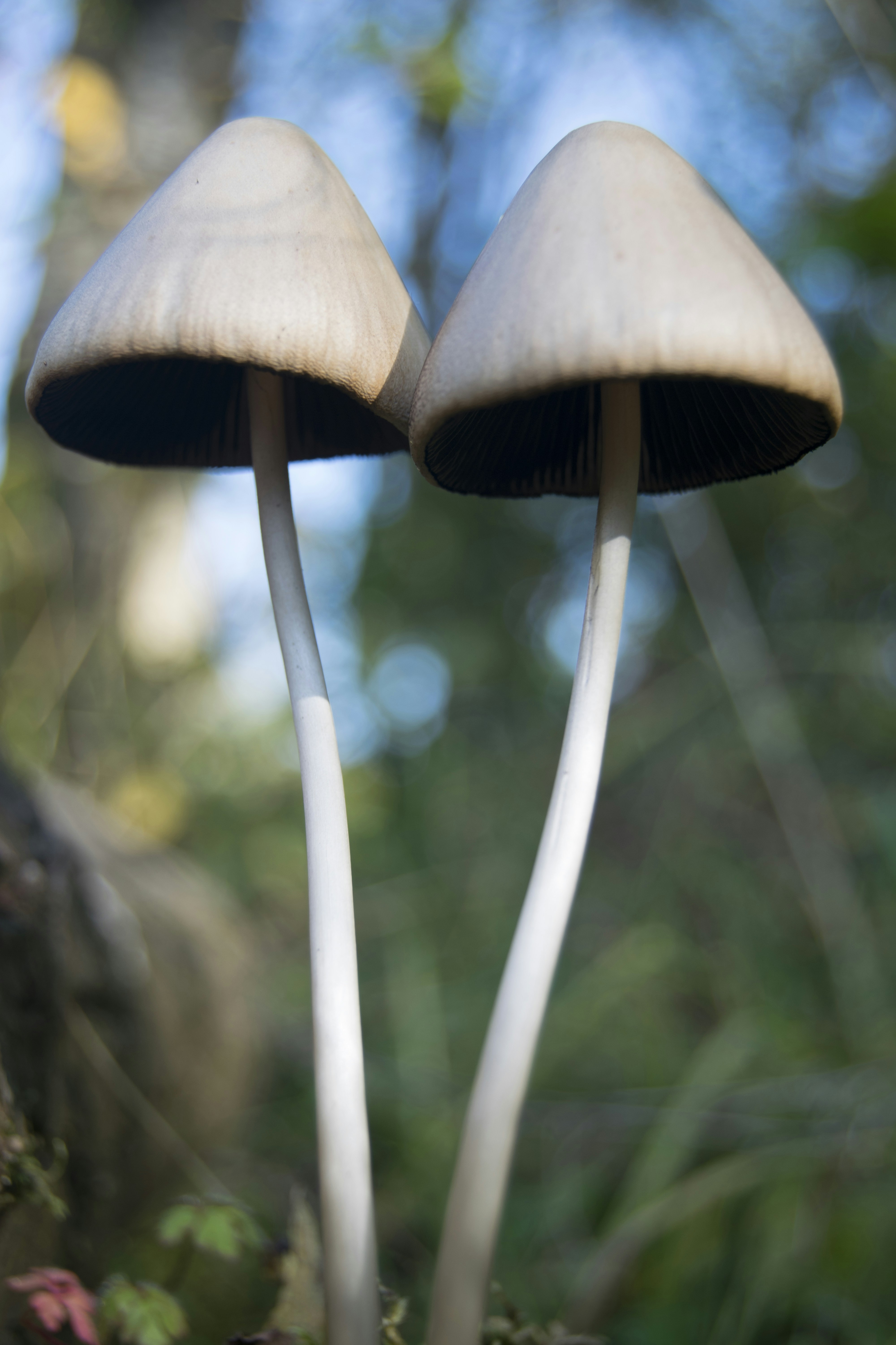 Twin Mushroom Caps: Delicate Macro in Soft Forest Light