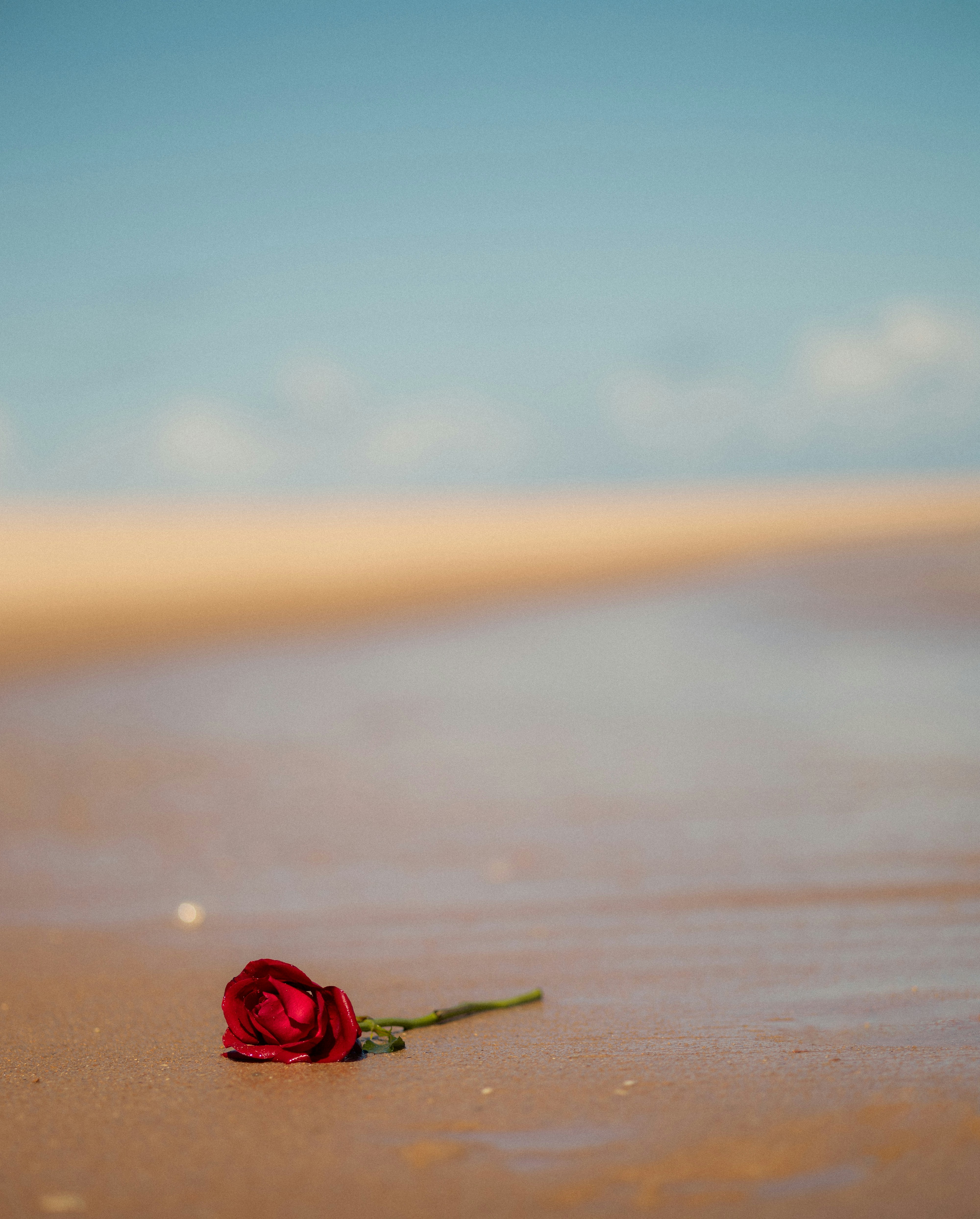 Scarlet Rose on Wet Sand: A Quiet Shoreline Moment