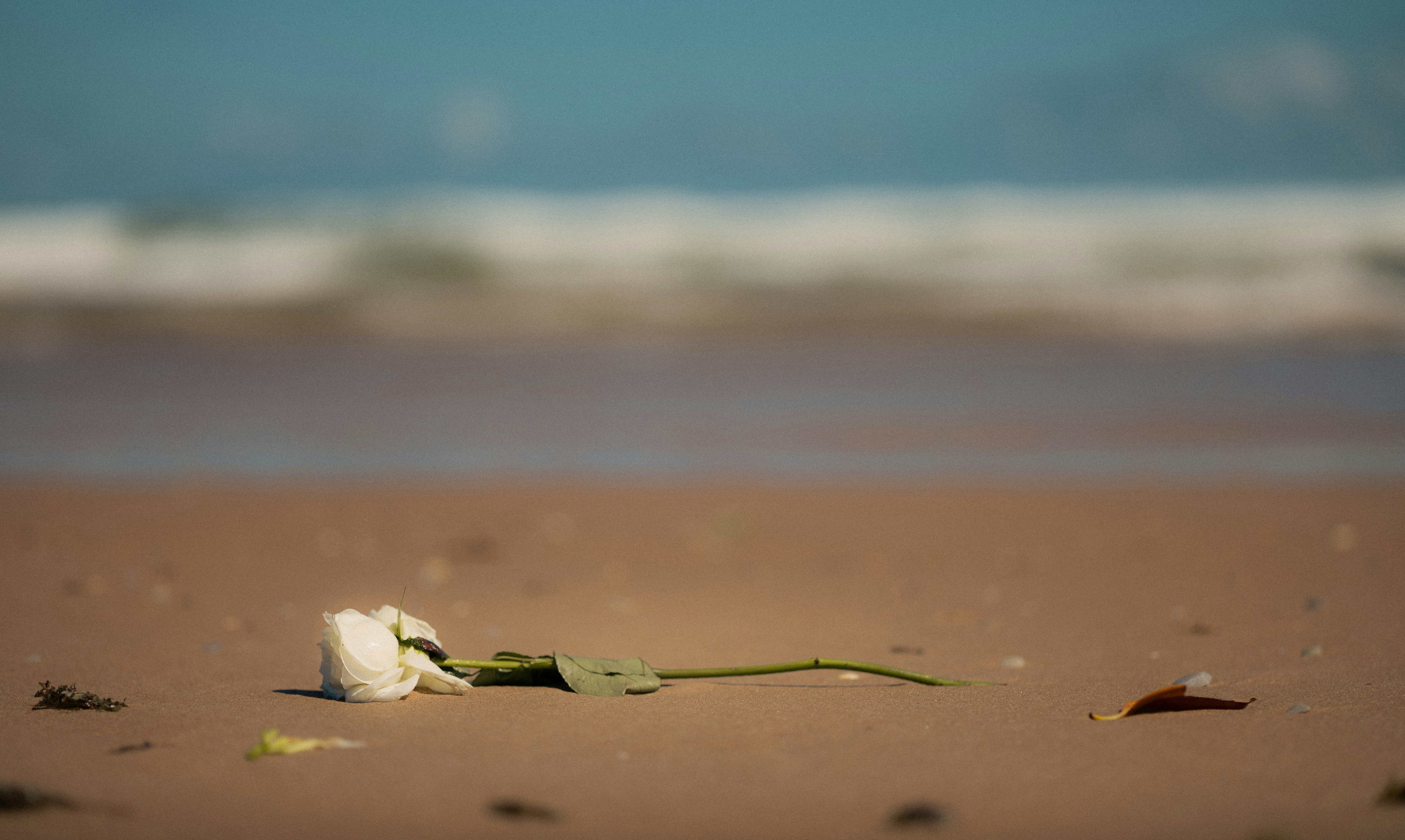 White Rose on a Quiet Shore