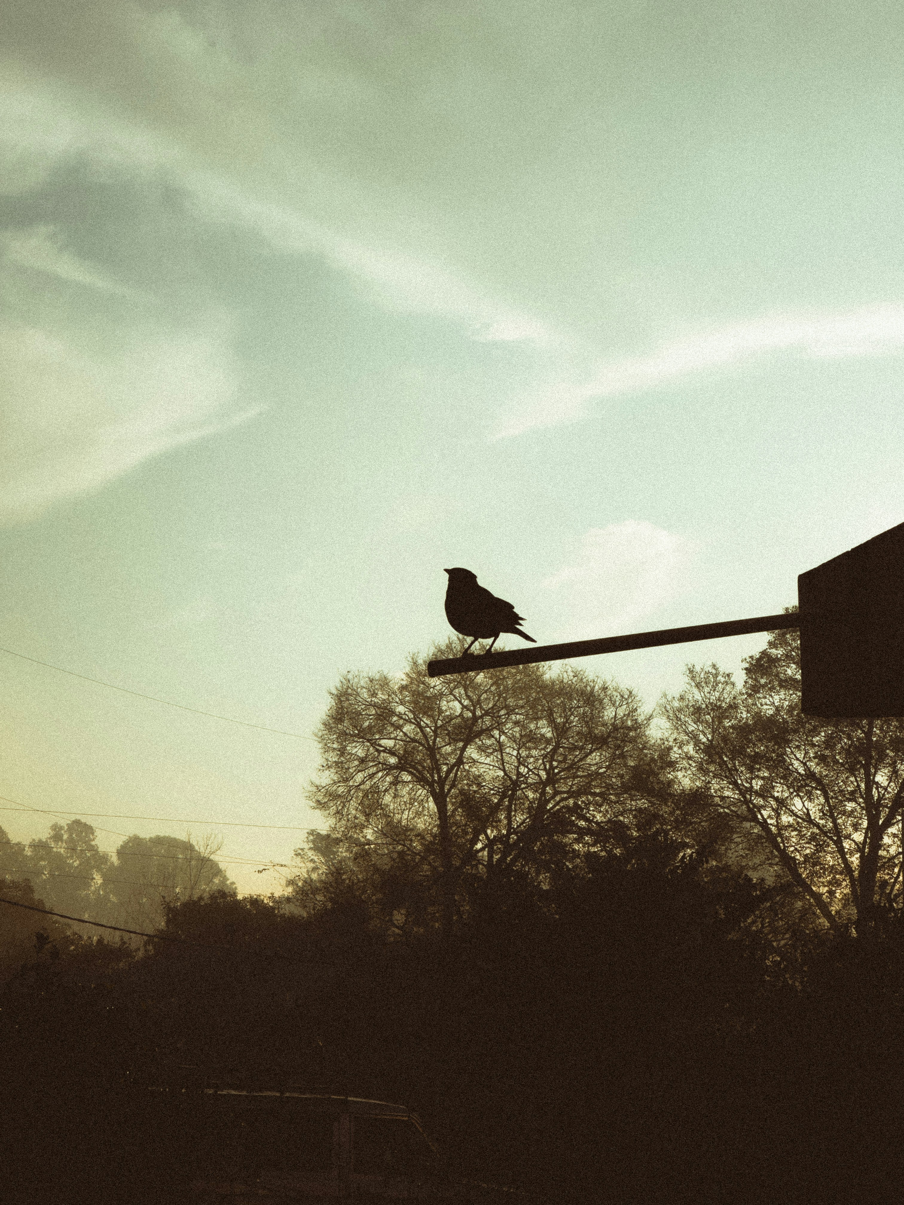 Bird on a Hoop at Dusk: A Quiet Silhouette Under a Retro-Toned Sky