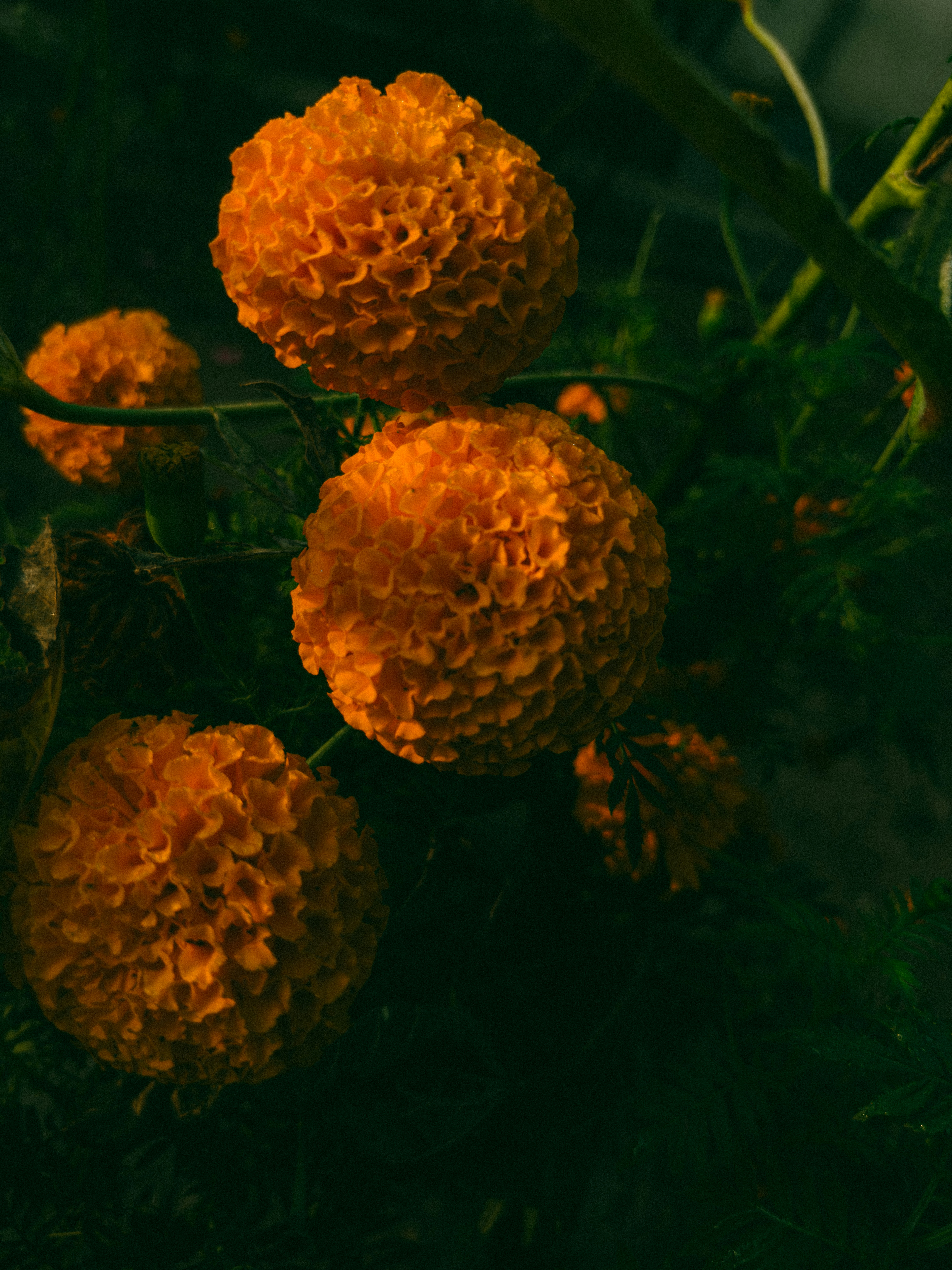 Amber Orbs in Velvet Darkness