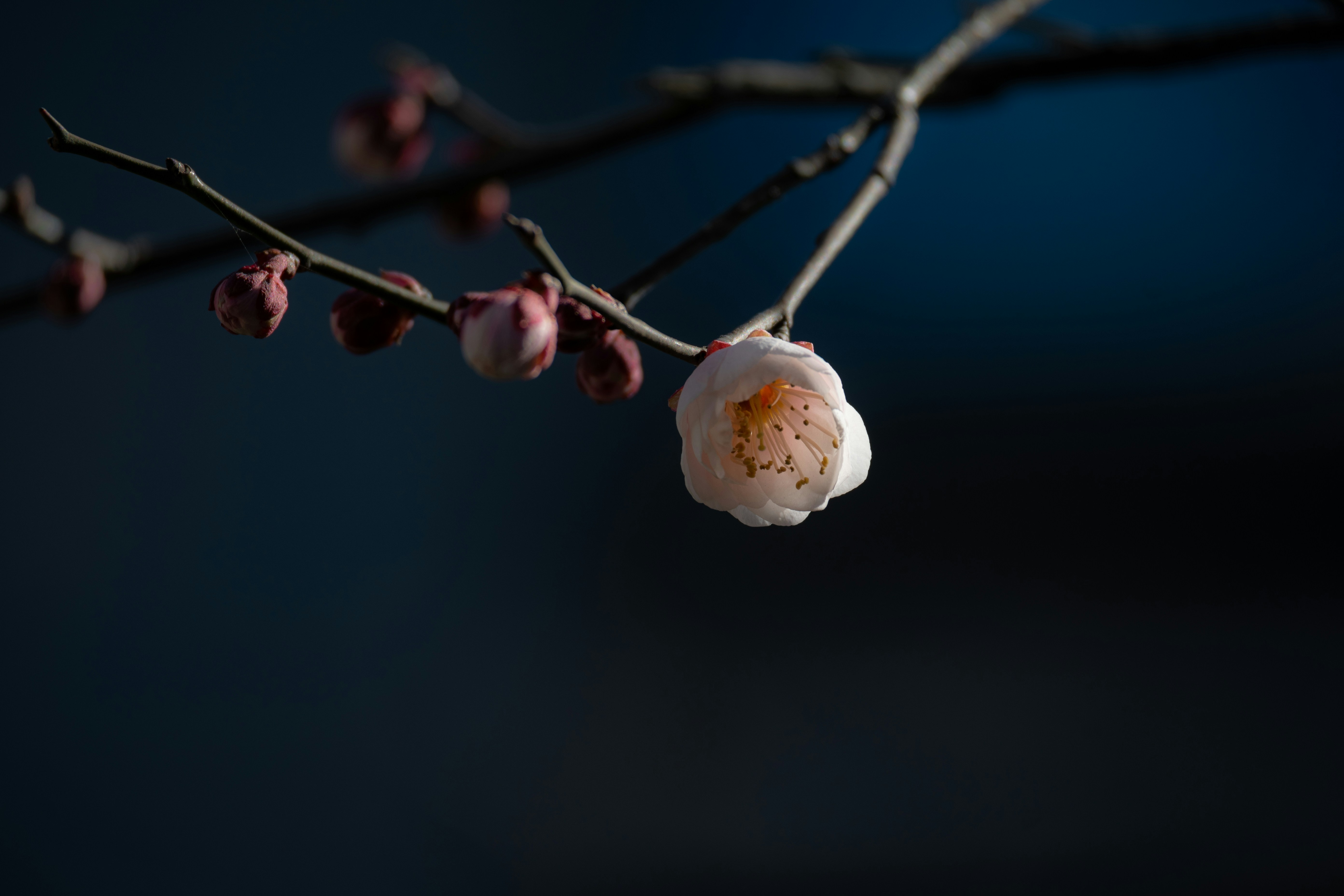 Solitary White Blossom Against Velvet Dusk