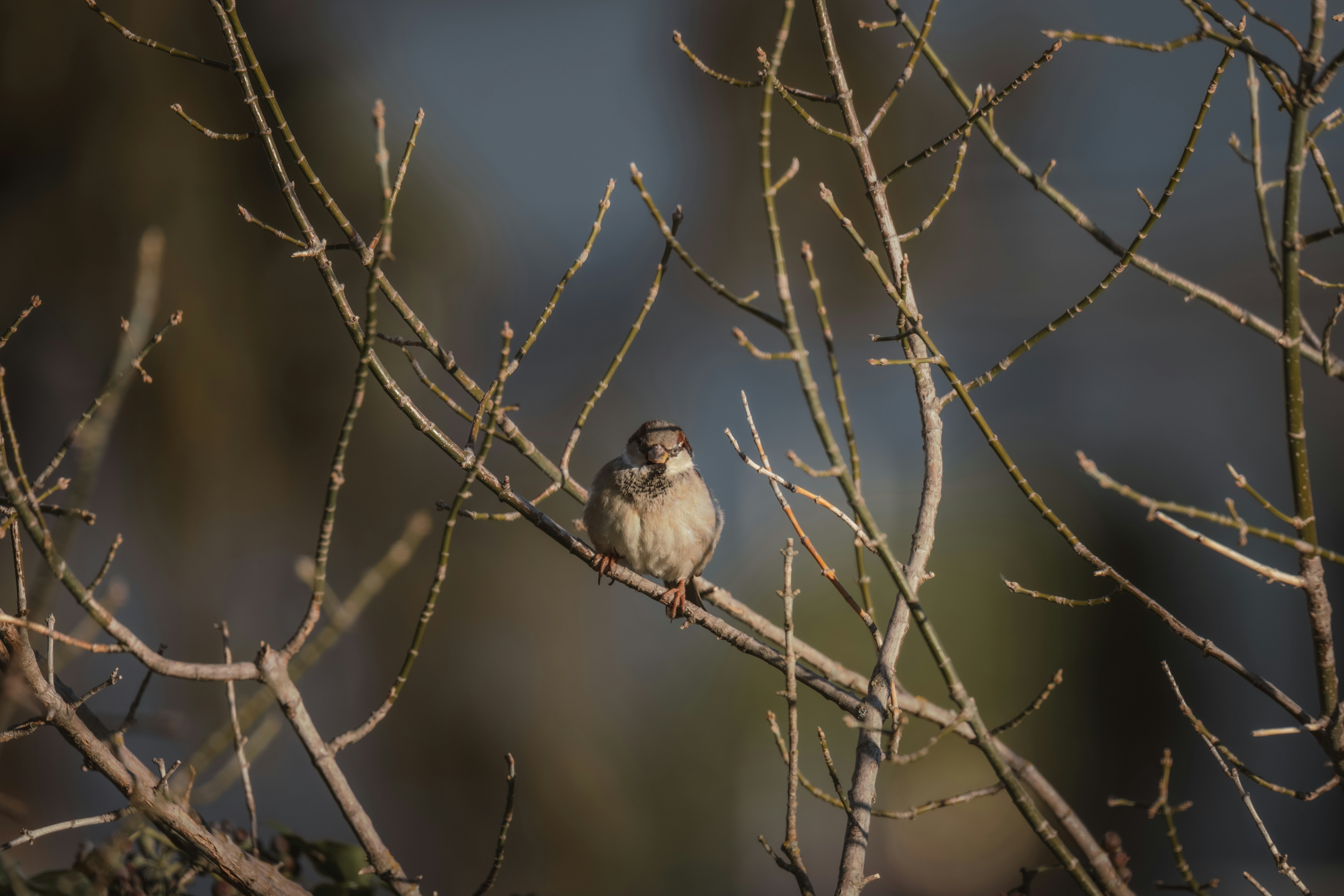 Bird perched on a bare branch with a softly blurred background, surrounded by a network of twigs and warm natural light.