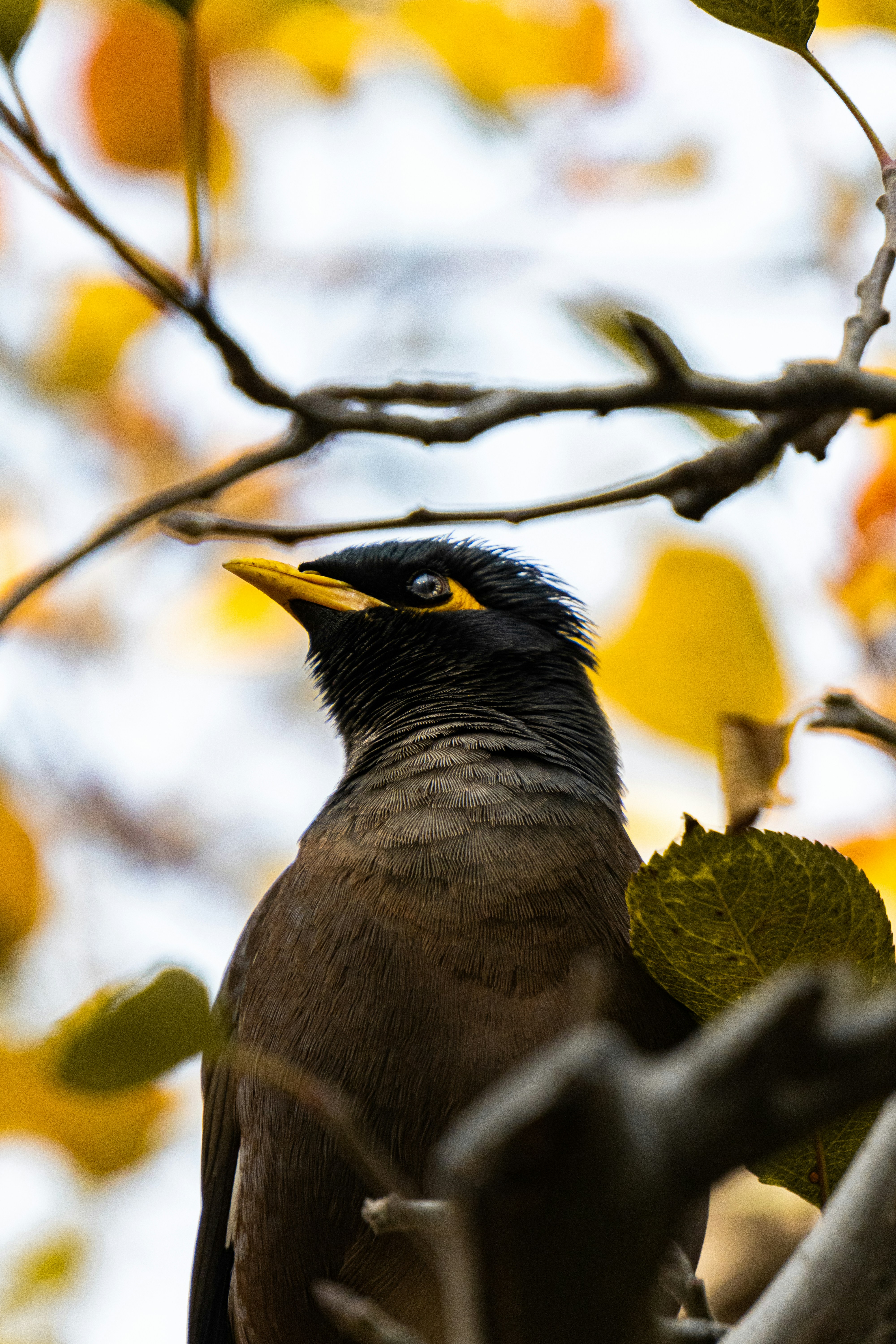 Amber Backdrop, Blackbird: A Quiet Portrait in Autumn