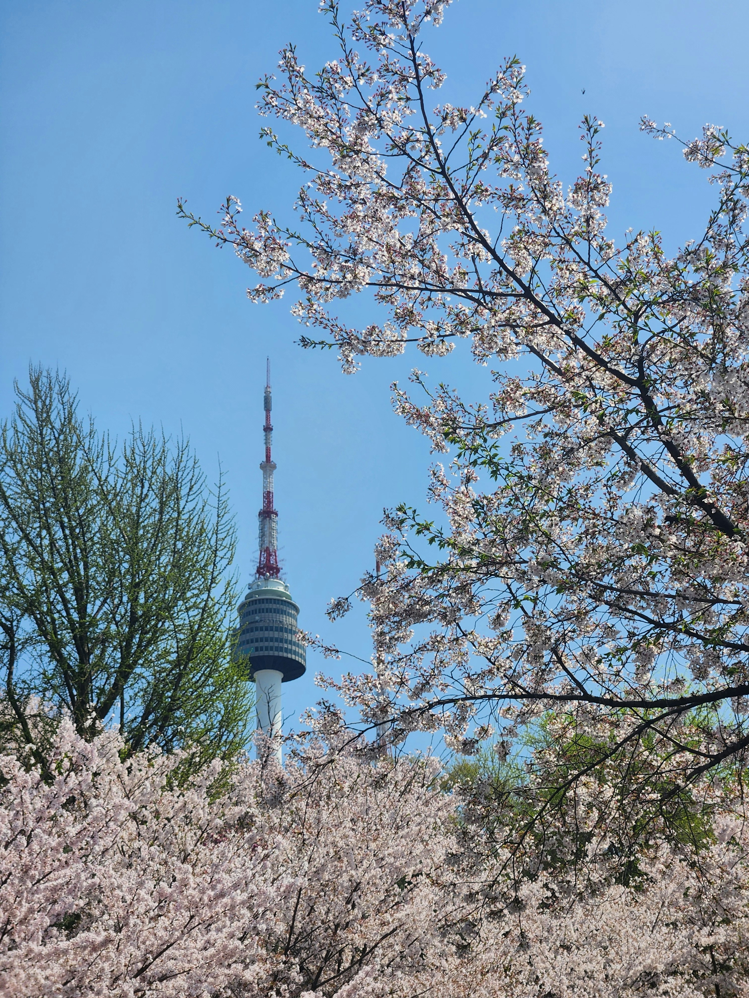 Cherry blossoms frame the Tokyo Skytree against a clear blue sky in a photograph. The composition highlights seasonal beauty and an iconic urban landmark.