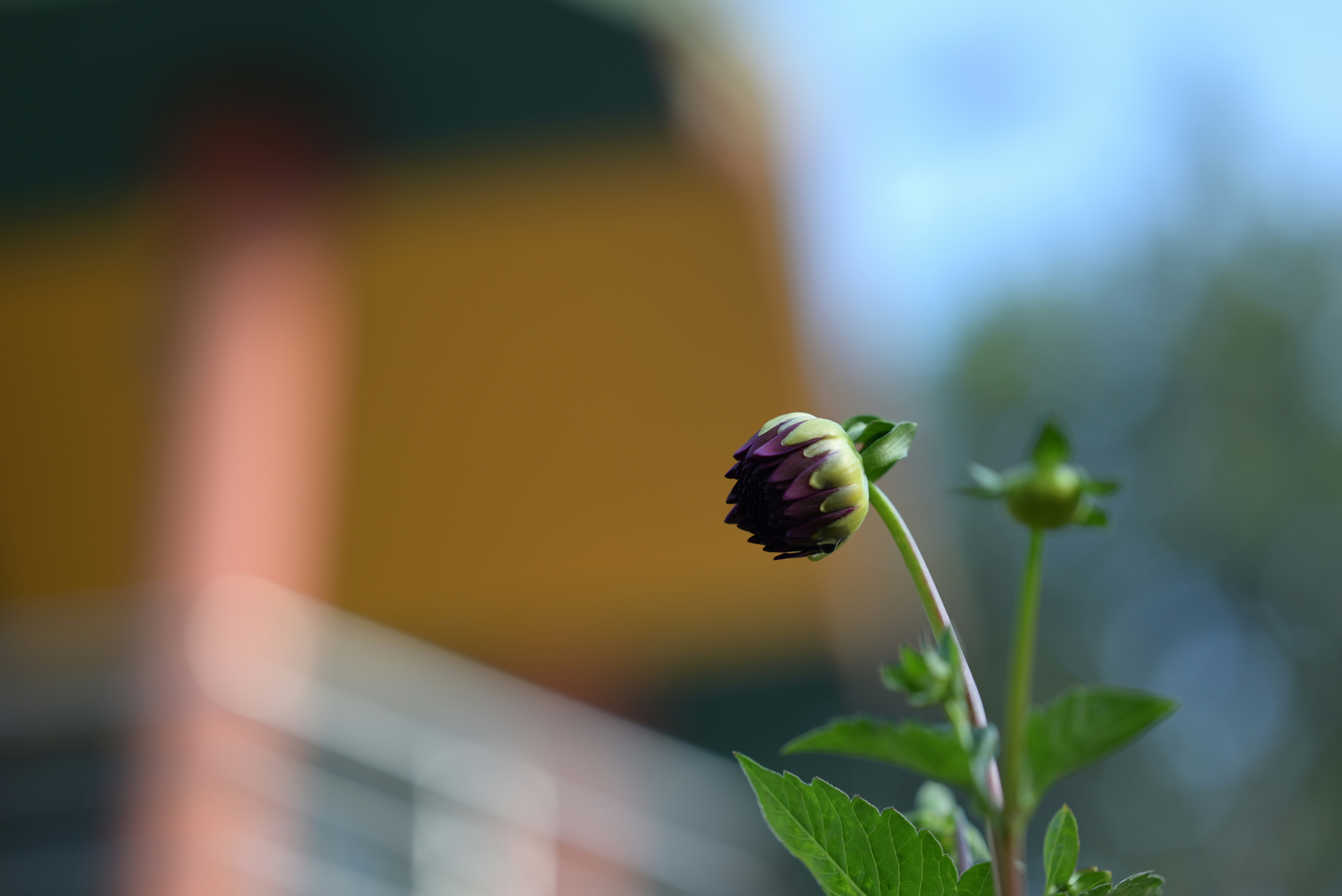 Bud Against Blur: A Budding Moment in Shallow Focus