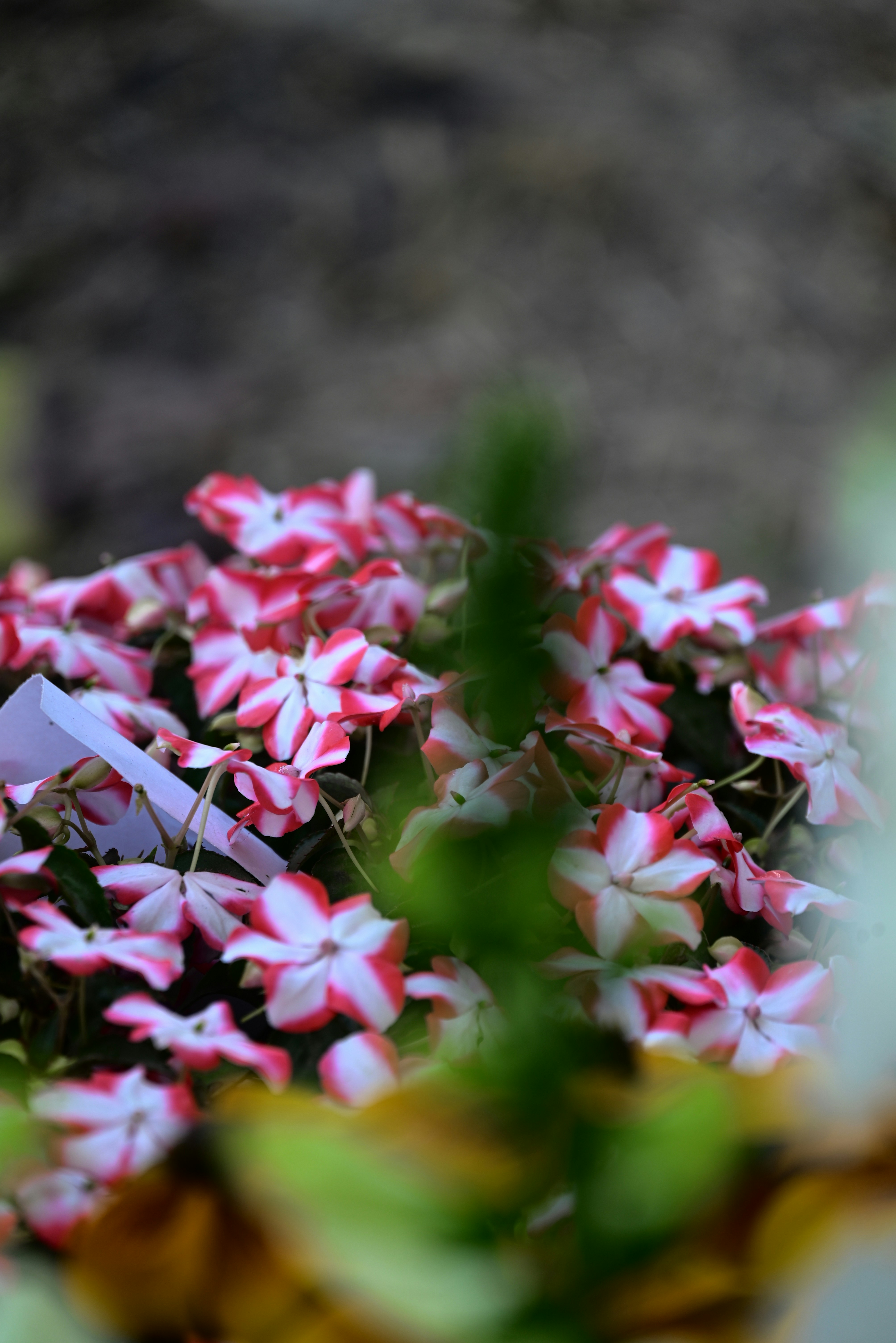 Candy-Striped Pinwheels: a macro study of garden blossoms