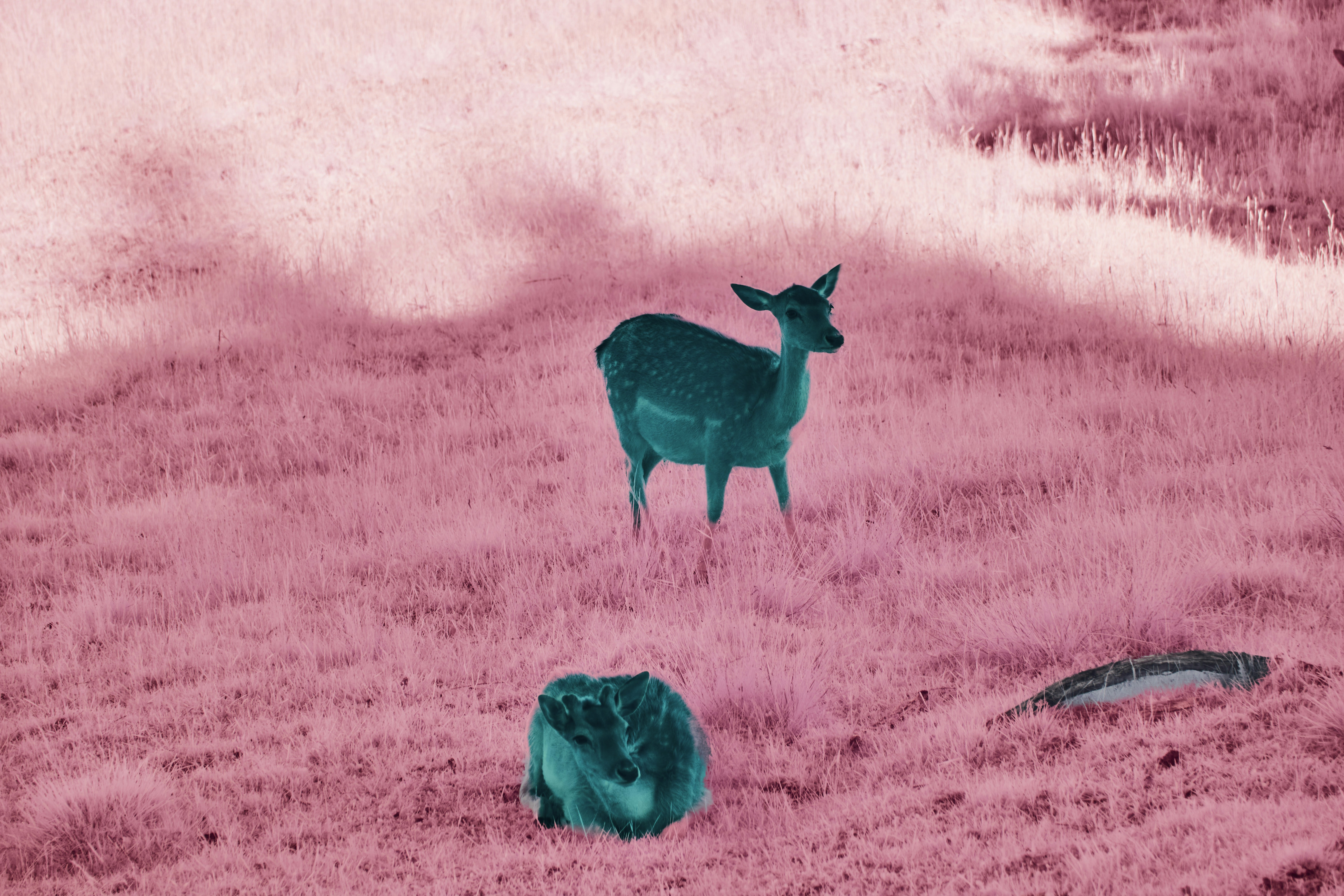Chromatic Quiet: A Bluish Deer Stands in the Pink Meadow