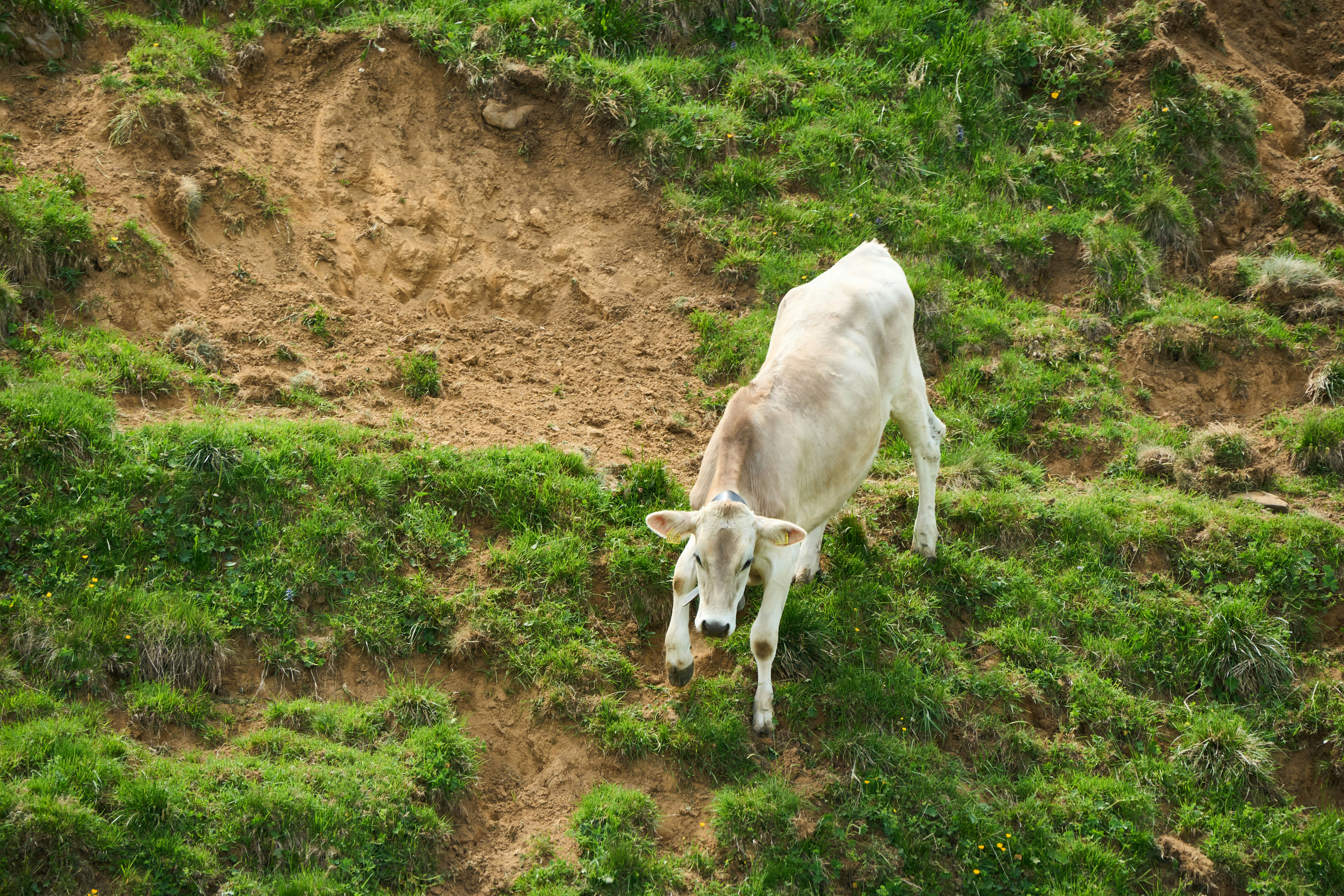 Gentle Grazing Amid Terraced Greens