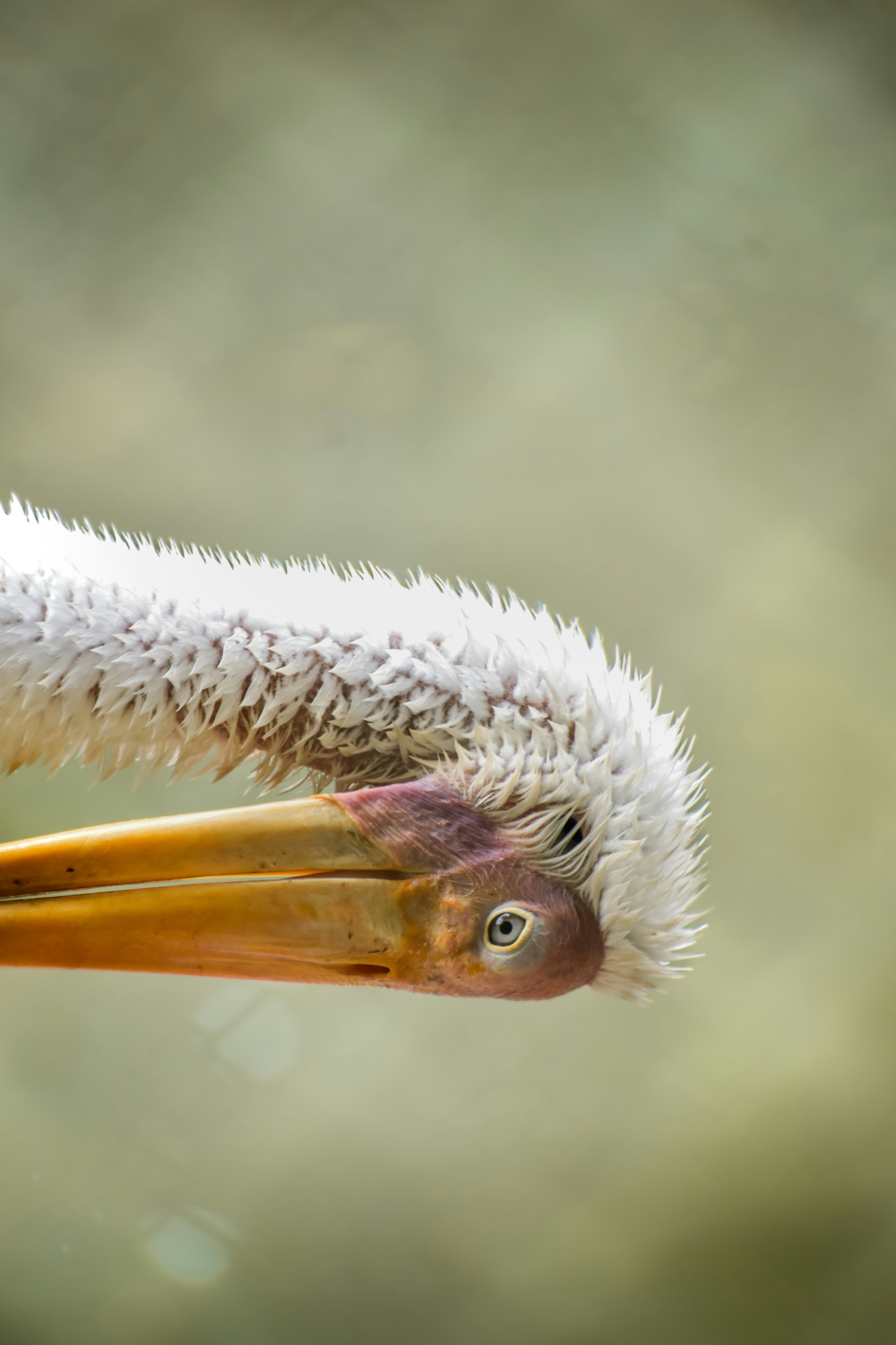 Razor bill, watchful eye: pelican in profile against a muted green backdrop