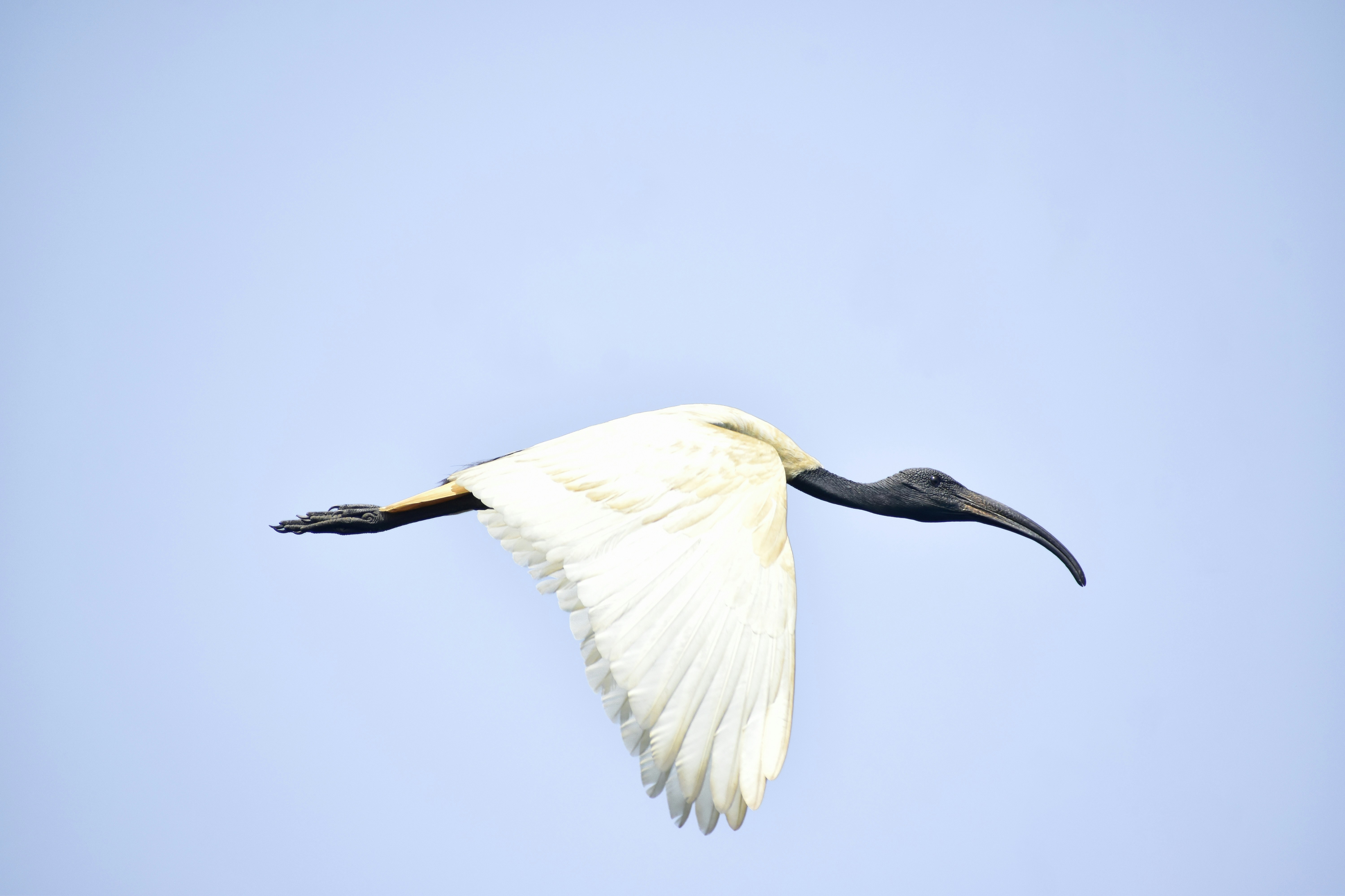 A large white bird flying through a blue sky photo – Free Animal Image ...