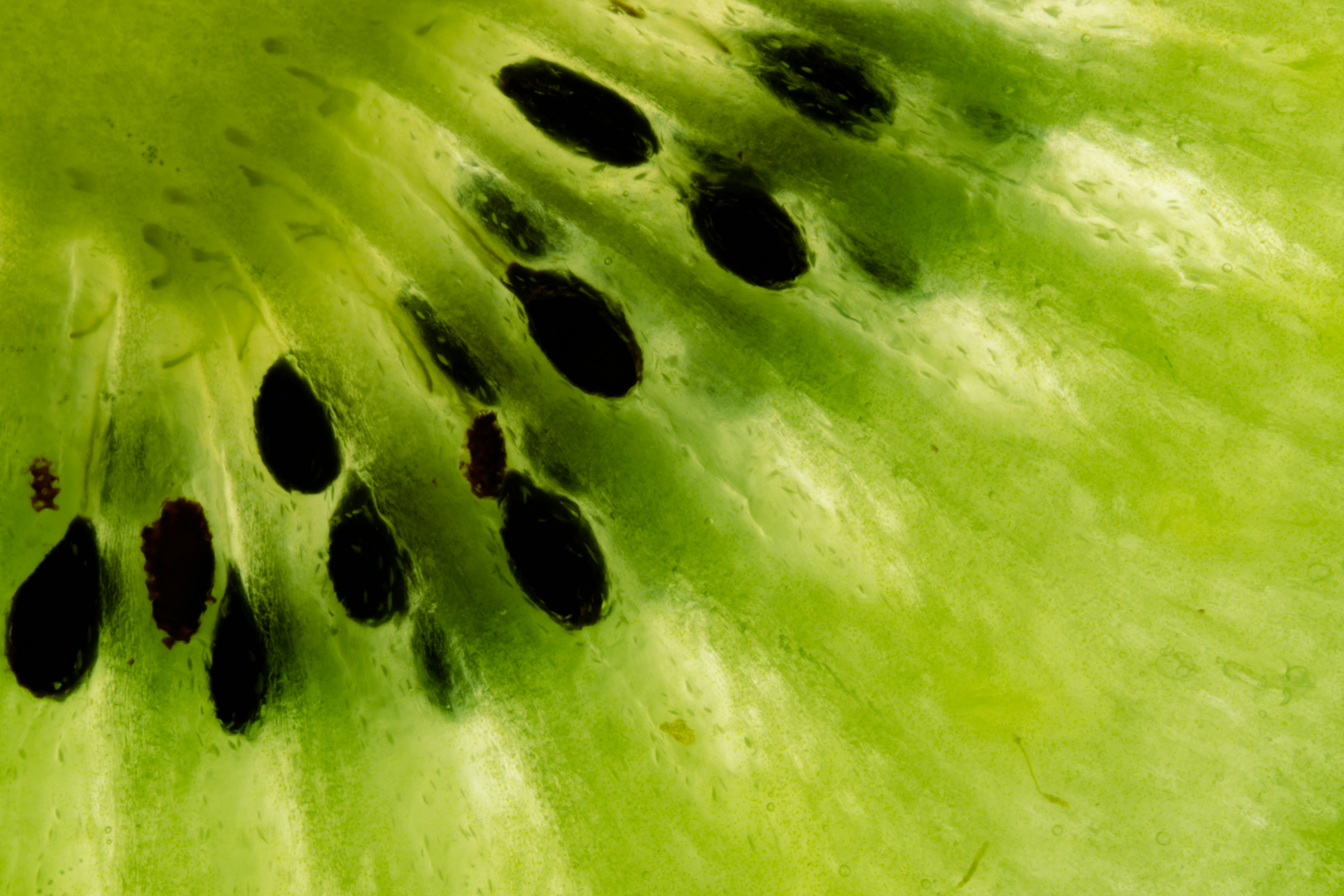 Kiwi Kaleidoscope: Patterns of Nature