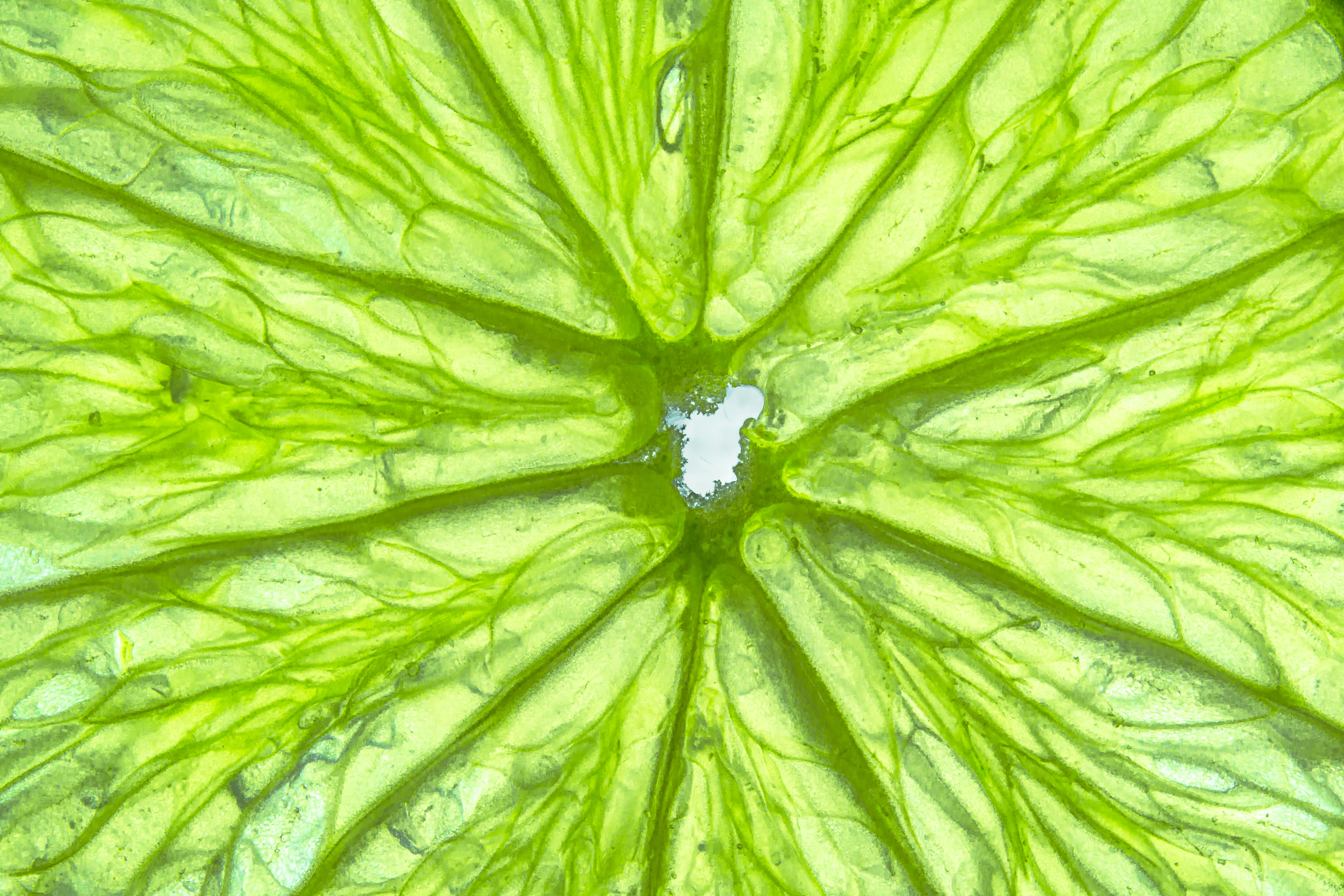 Macro view of a lime slice with translucent green flesh and intricate vein patterns.