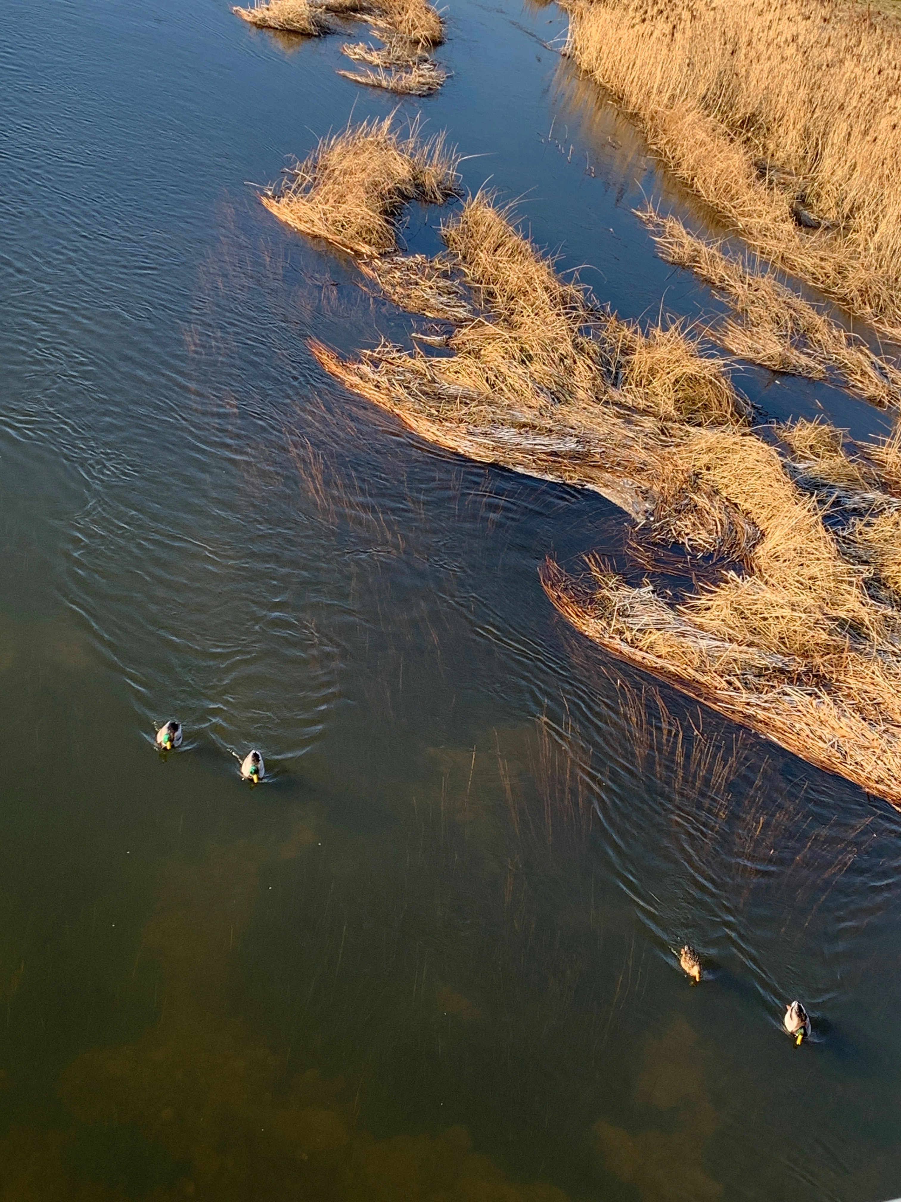 Wild duck in the river in the late winter