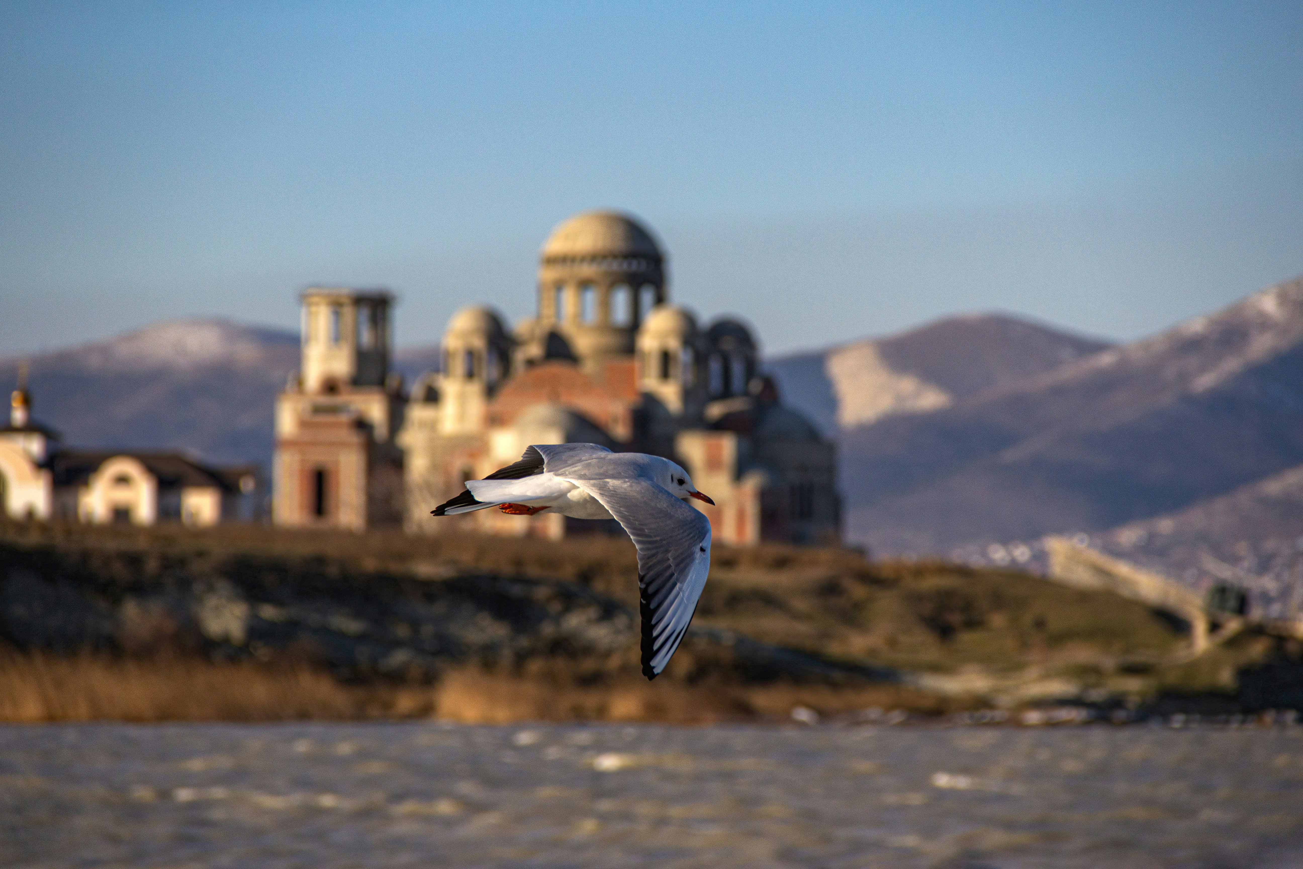 Seabird in Flight Over Historic Cloistered Dunes