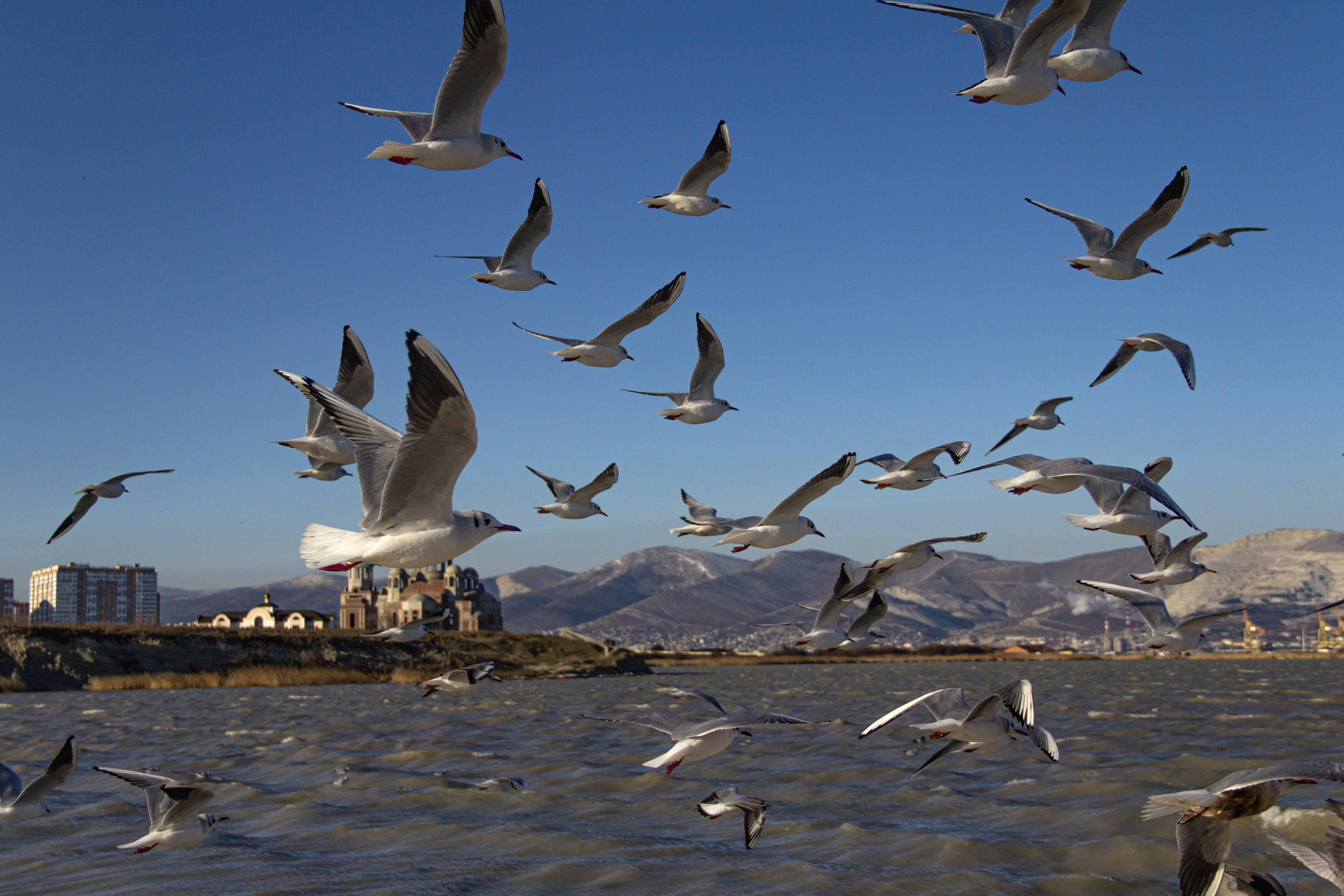 Seagull Ballet Over a Coastal Town