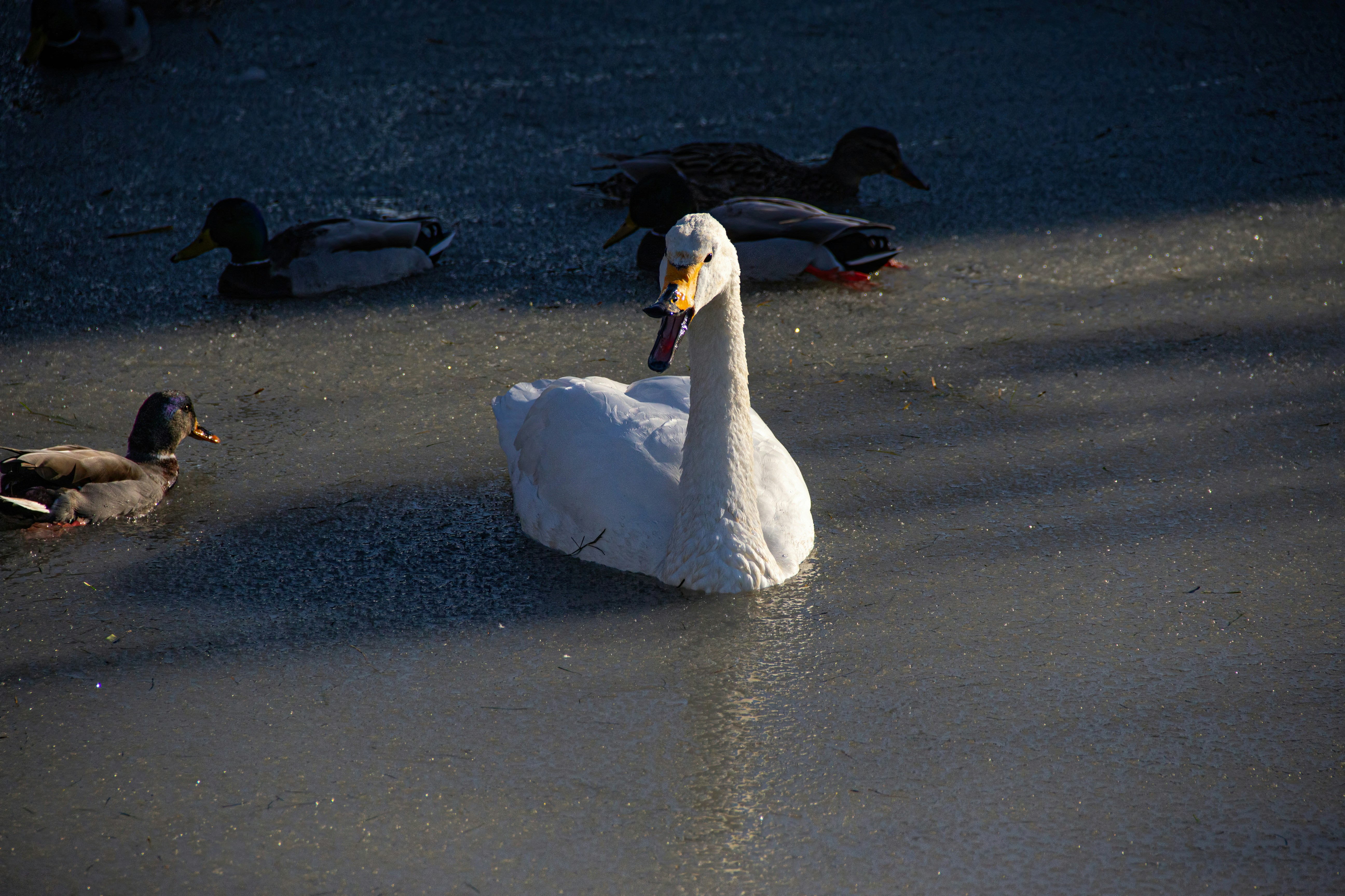 White Swan Centerstage Among Quiet Duck Friends
