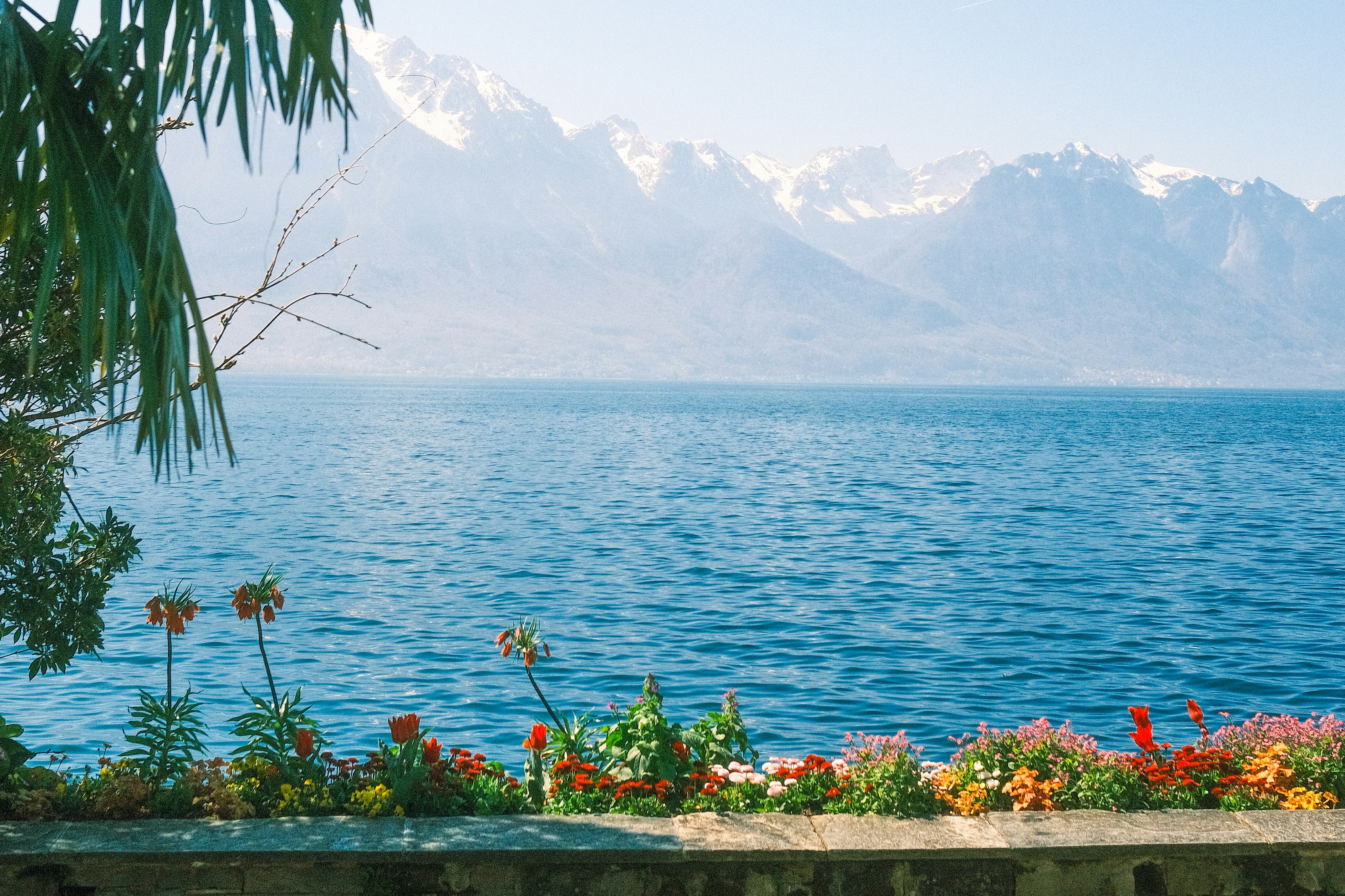 Bloom on the Rim: Floral Border Framing a Blue Lake and Snowy Peaks