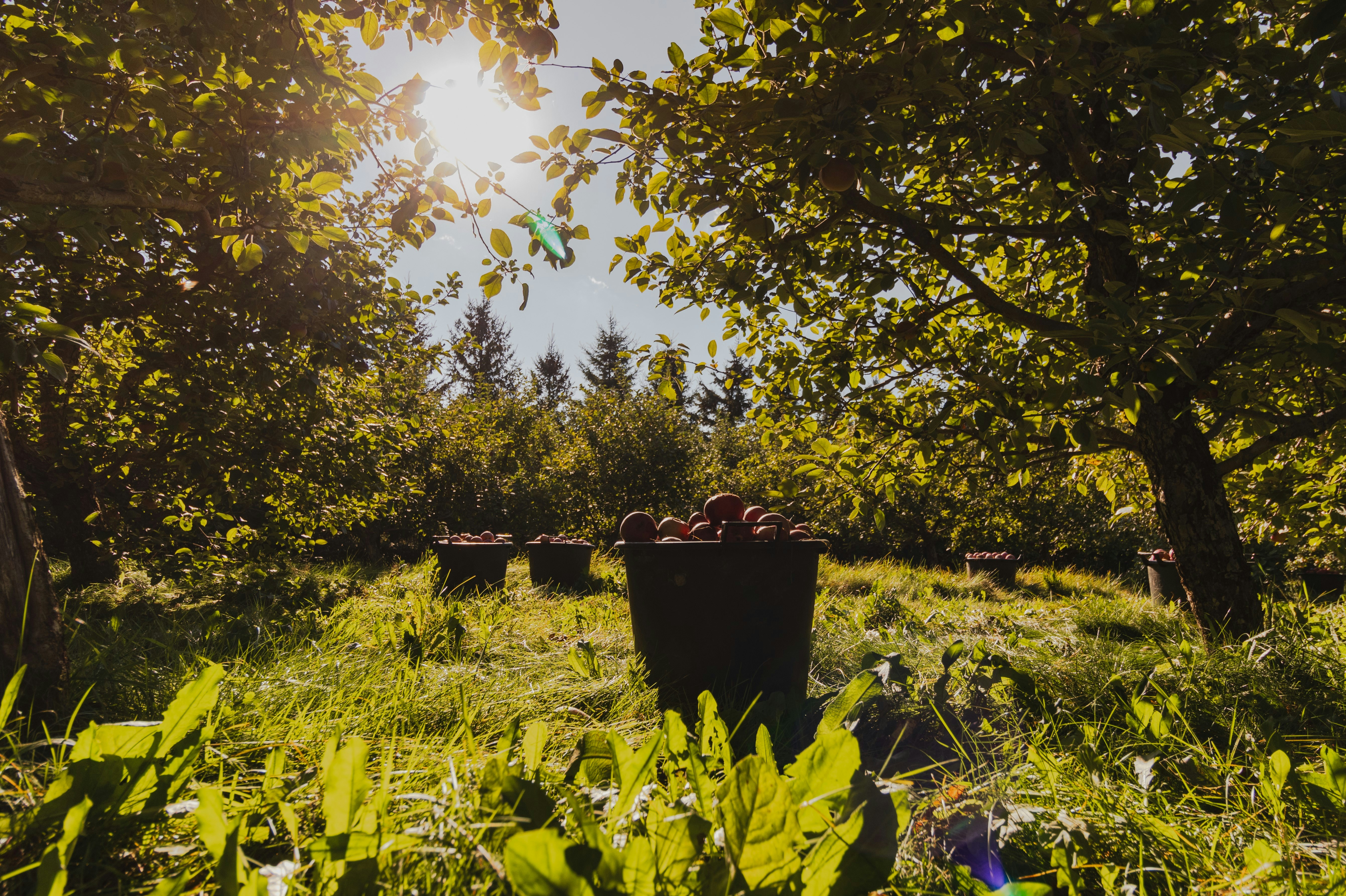 Harvest Harmony Under the Orchard Sun