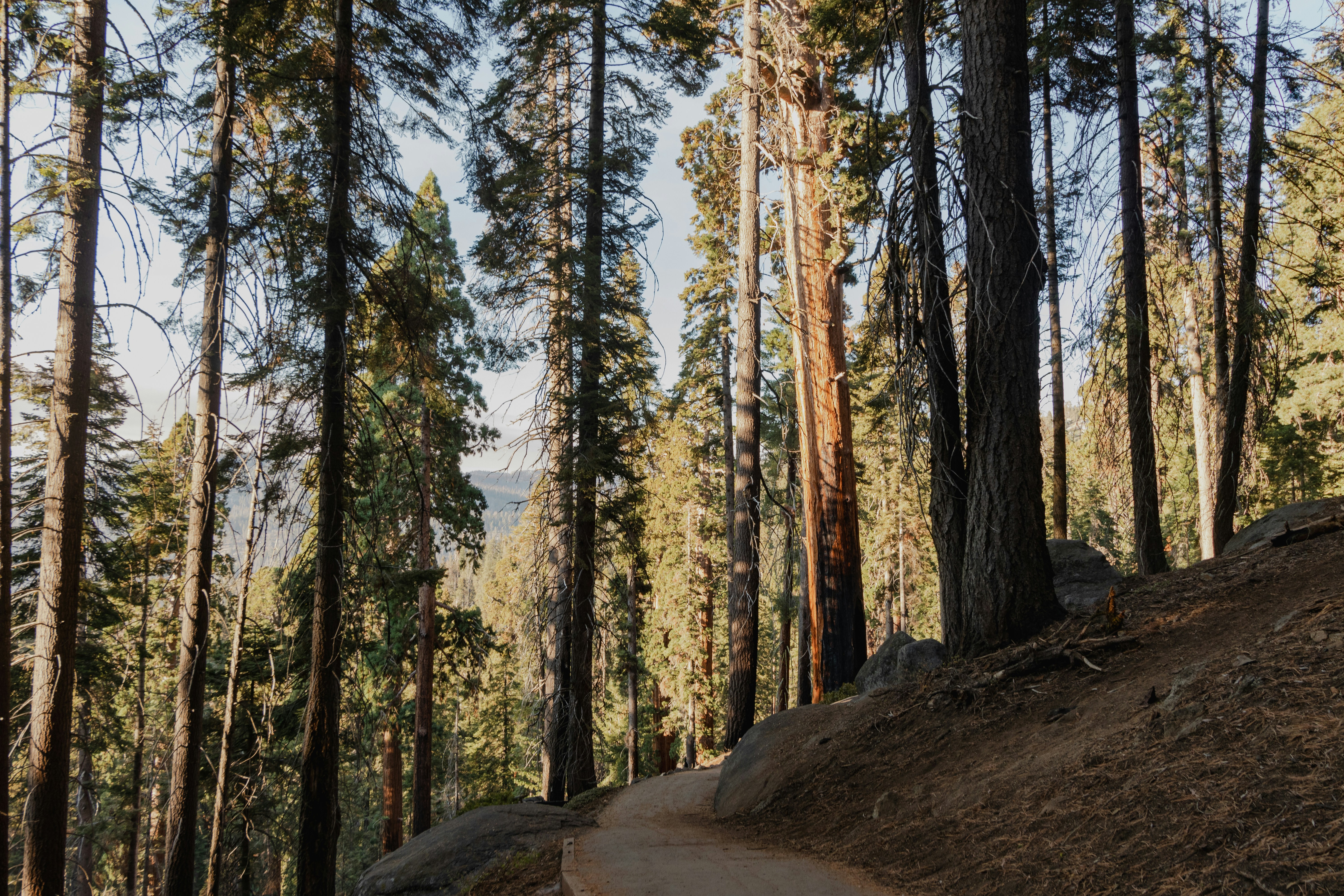 Forest path winding through tall pines under dappled sunlight.