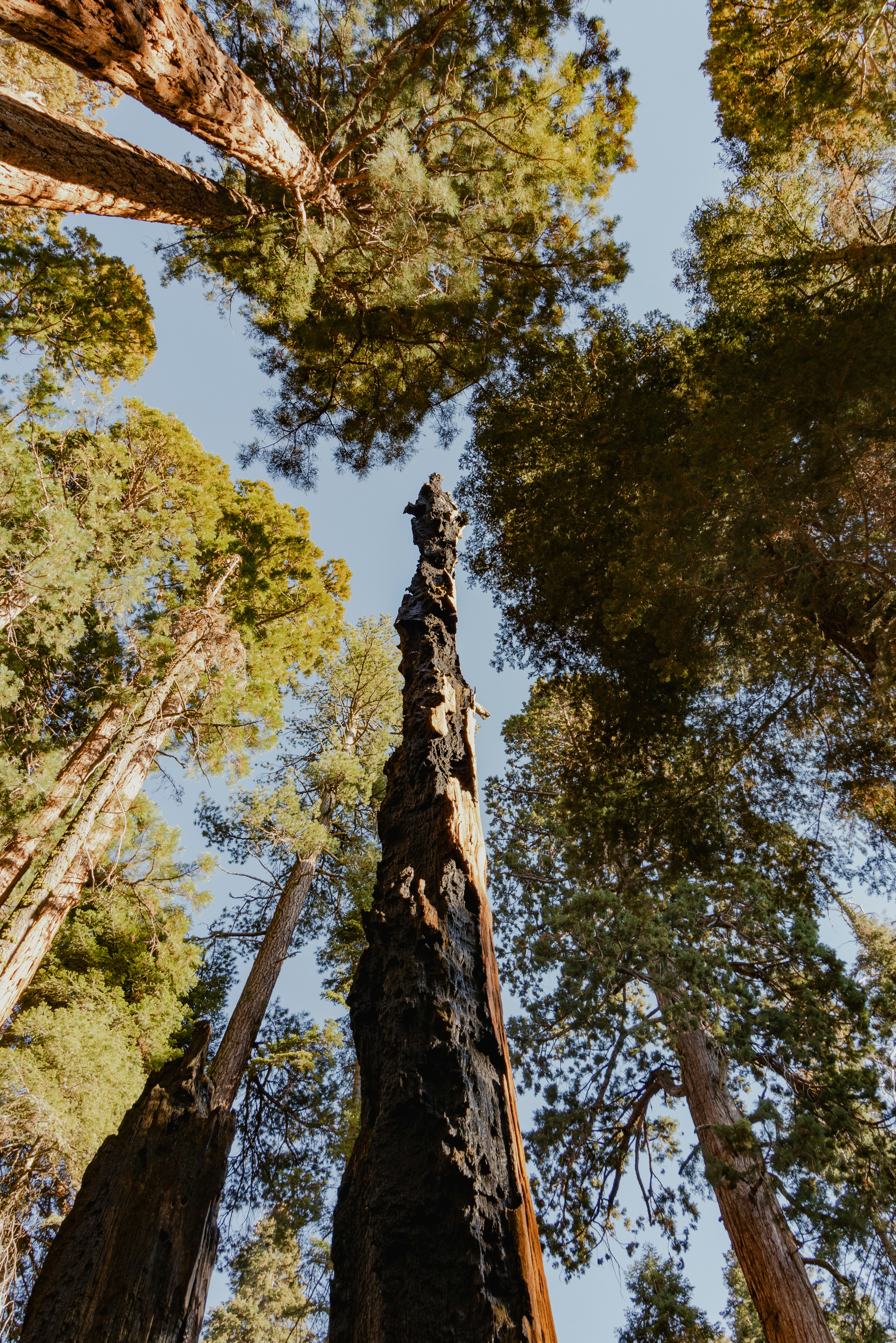 Charred remnants of a once-mighty tree rise among towering evergreens, framed by a clear blue sky.