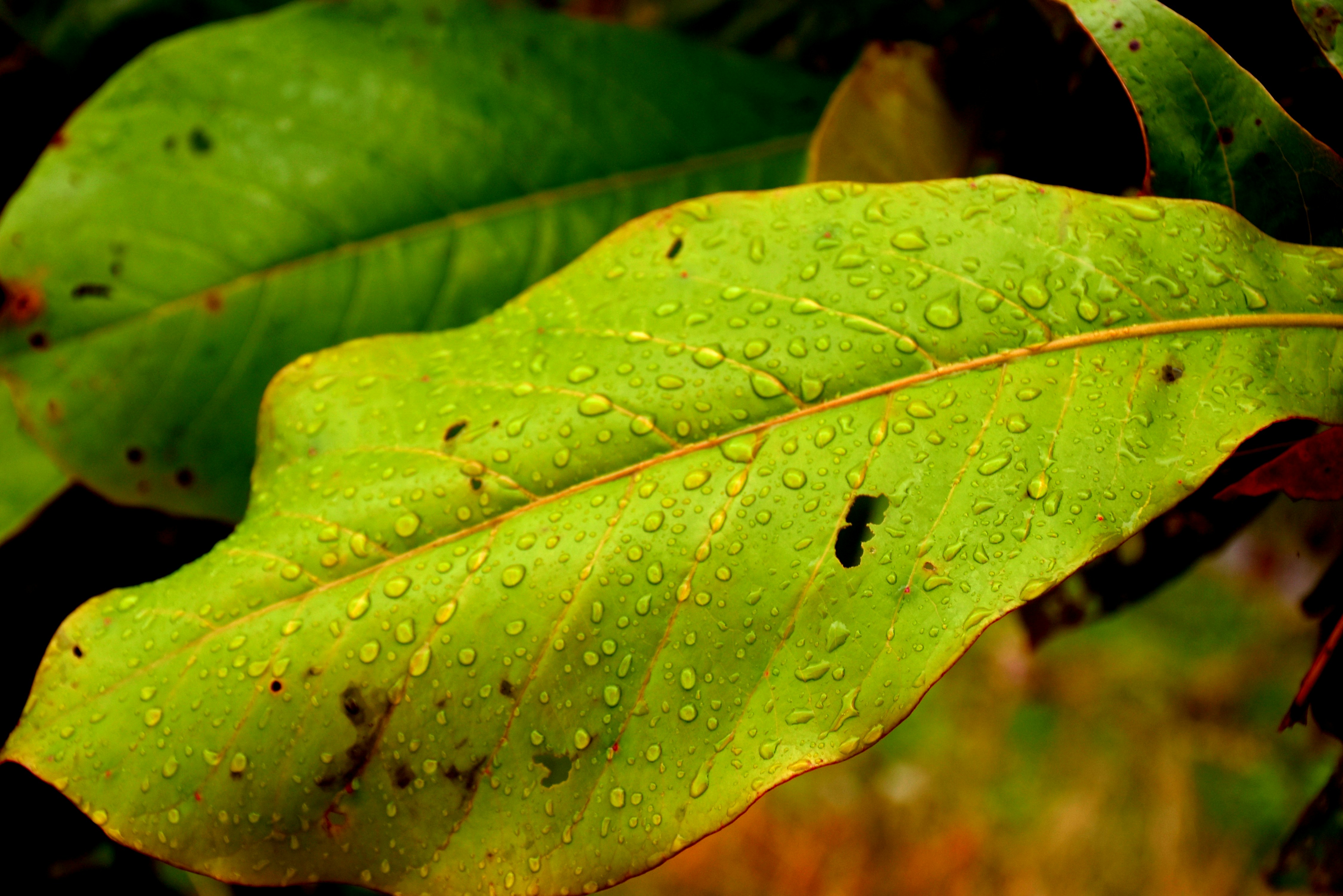 Close-up of a green leaf covered in water droplets, highlighting natural textures.