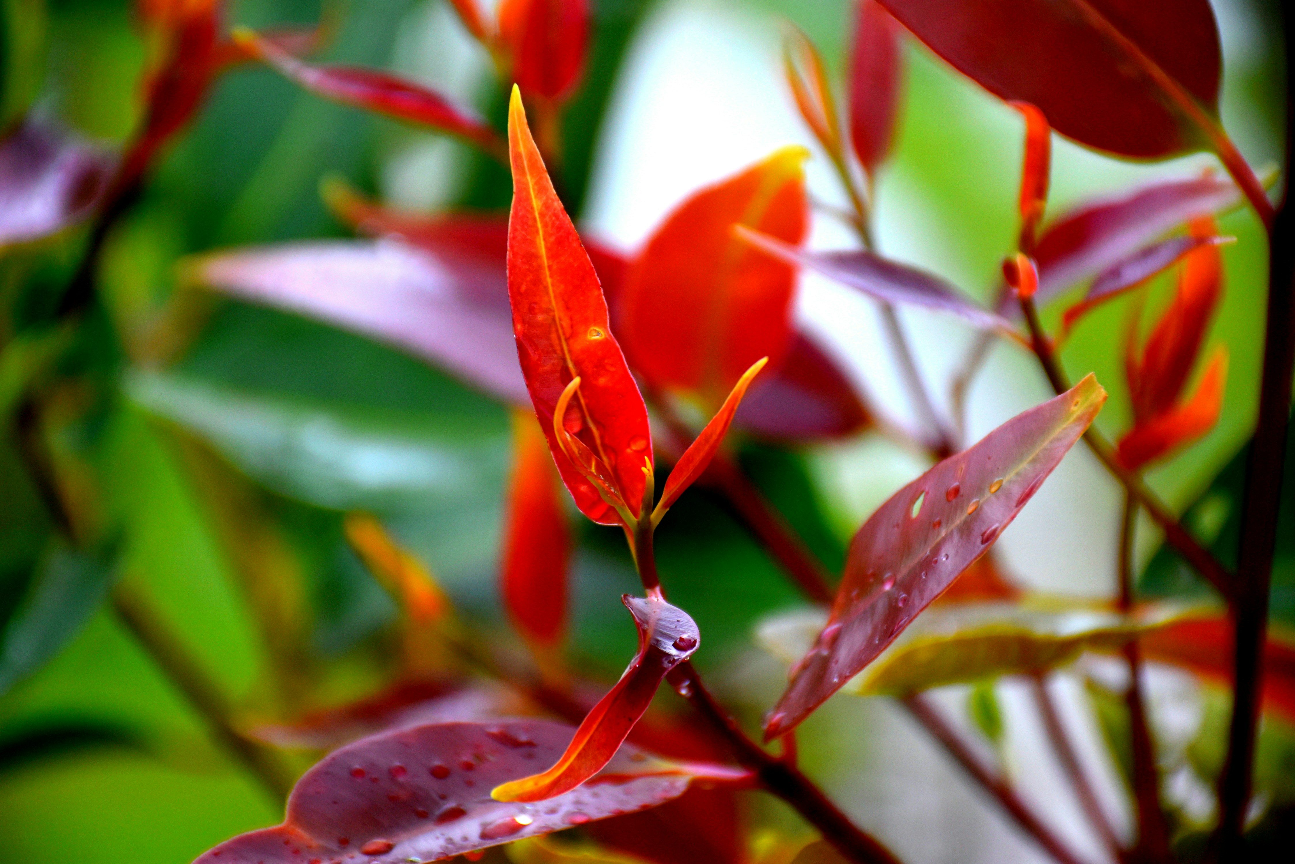 Vibrant red leaves with water droplets against a blurred green background.