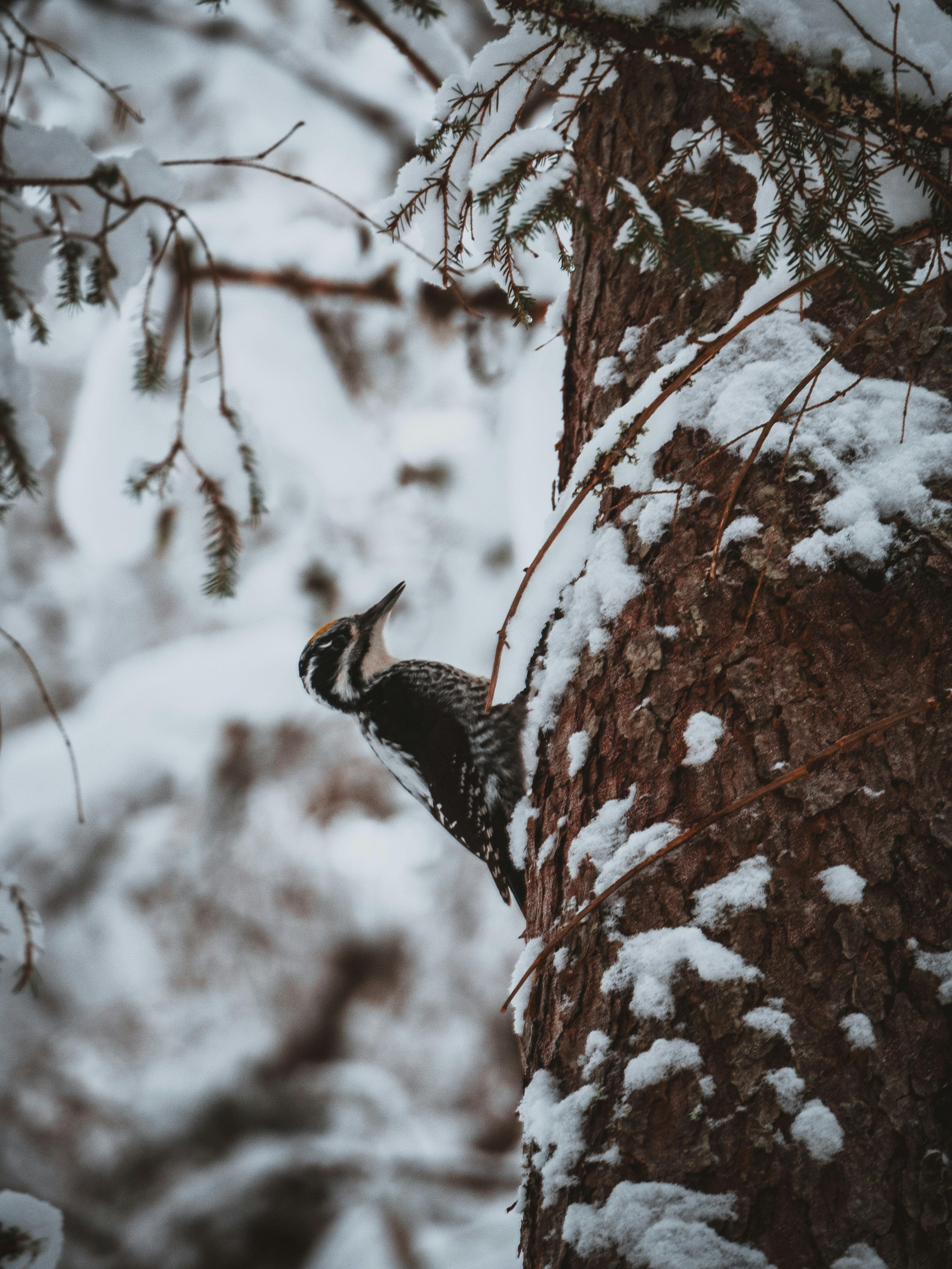Snowbound Climber: A Woodpecker on Frosted Bark