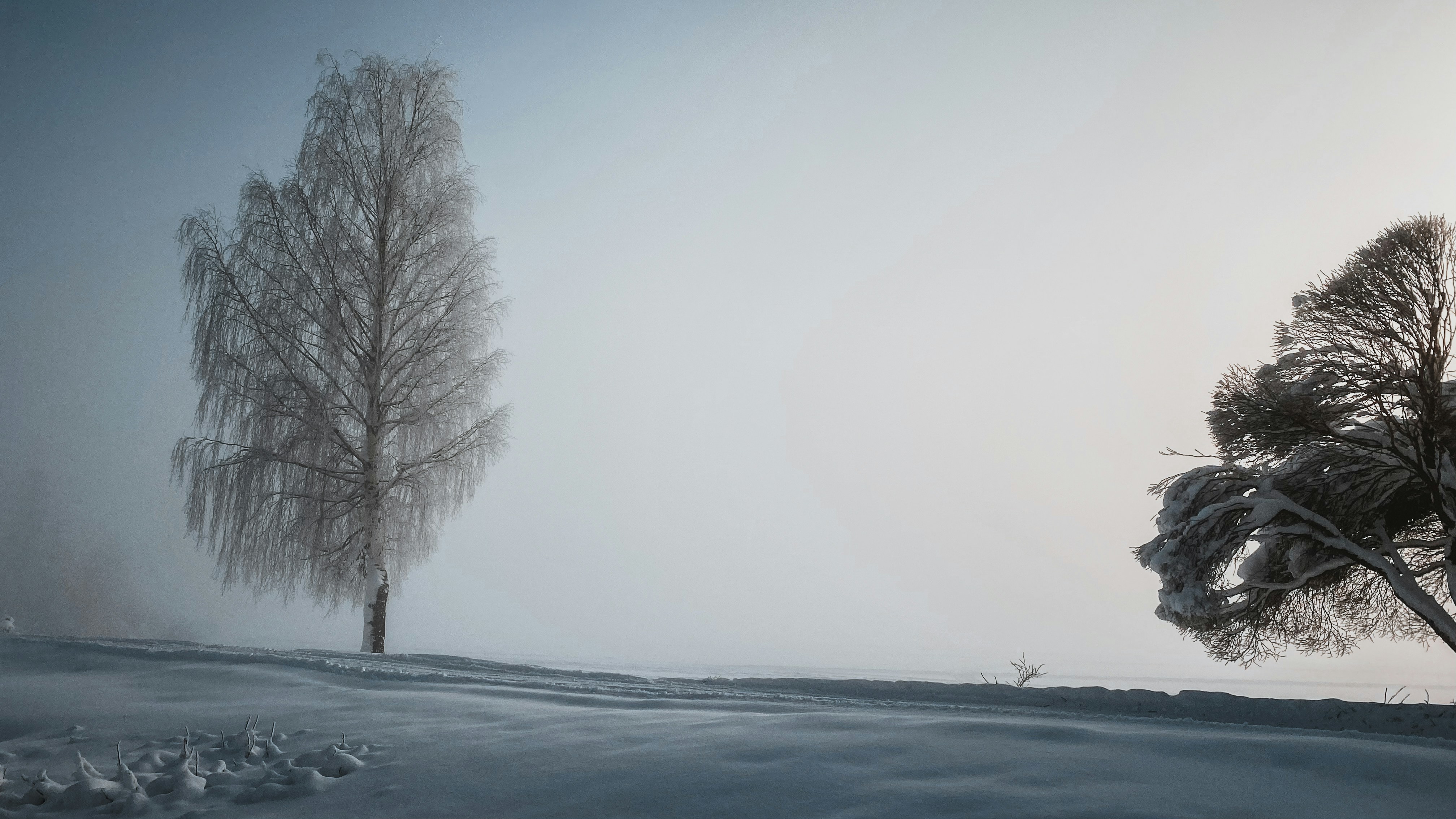 Snow-covered trees stand in a tranquil, misty landscape under a pale sky.