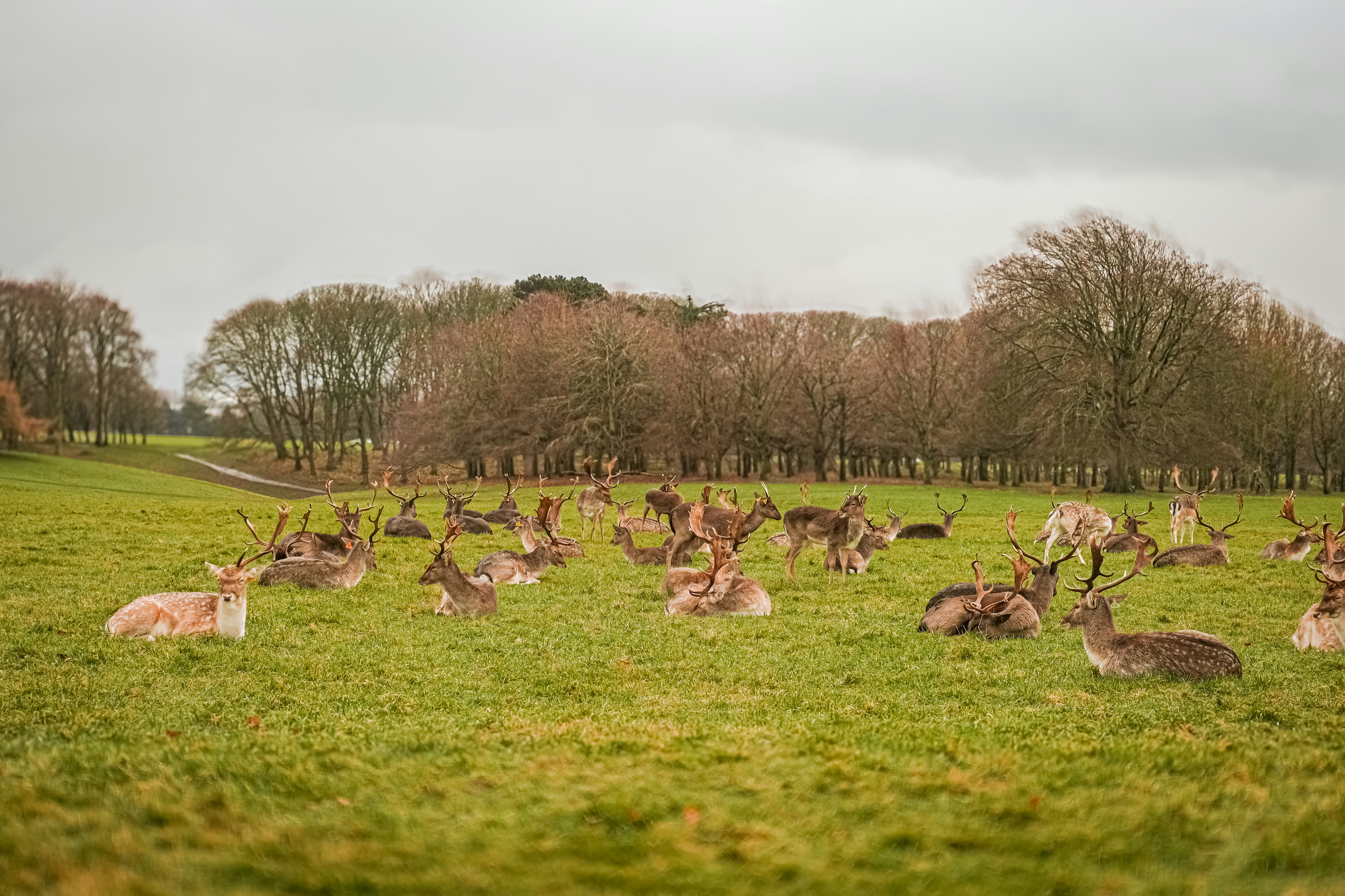 Deer herd resting on a green meadow, framed by leafless trees and a cloudy sky.