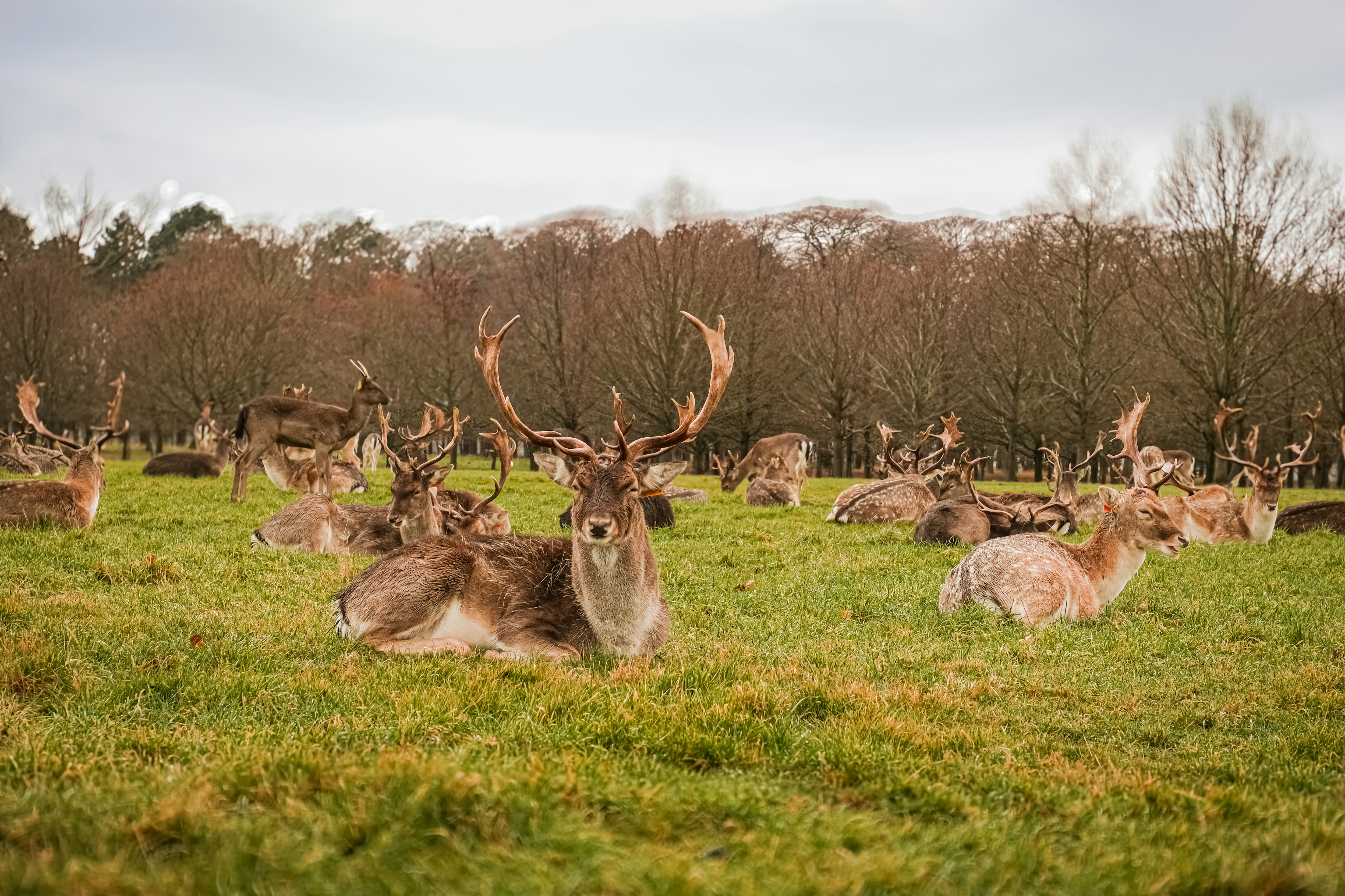 Deer resting on a green meadow with autumn trees in the background.