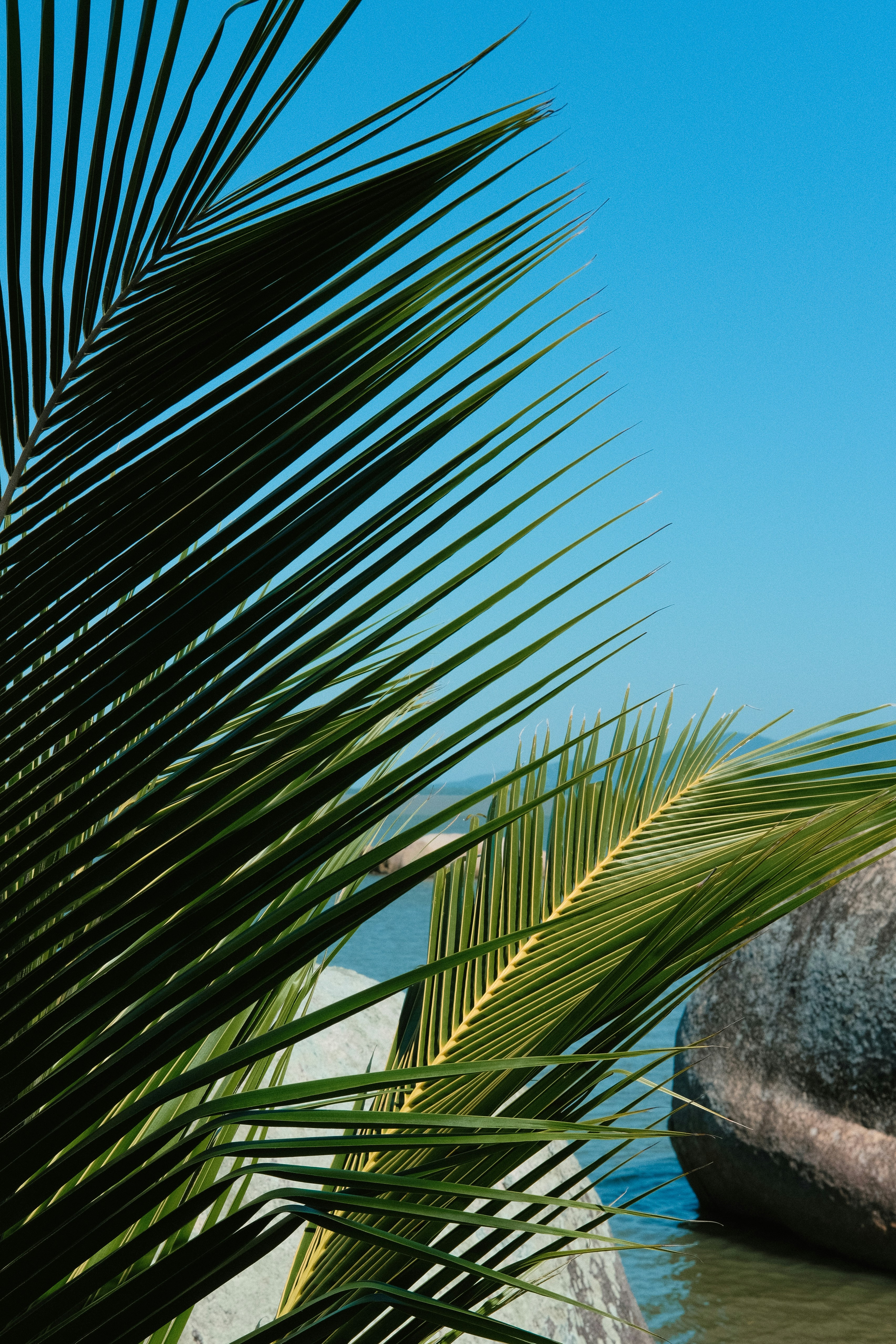 Palm Fronds Cutting Across a Turquoise Sky