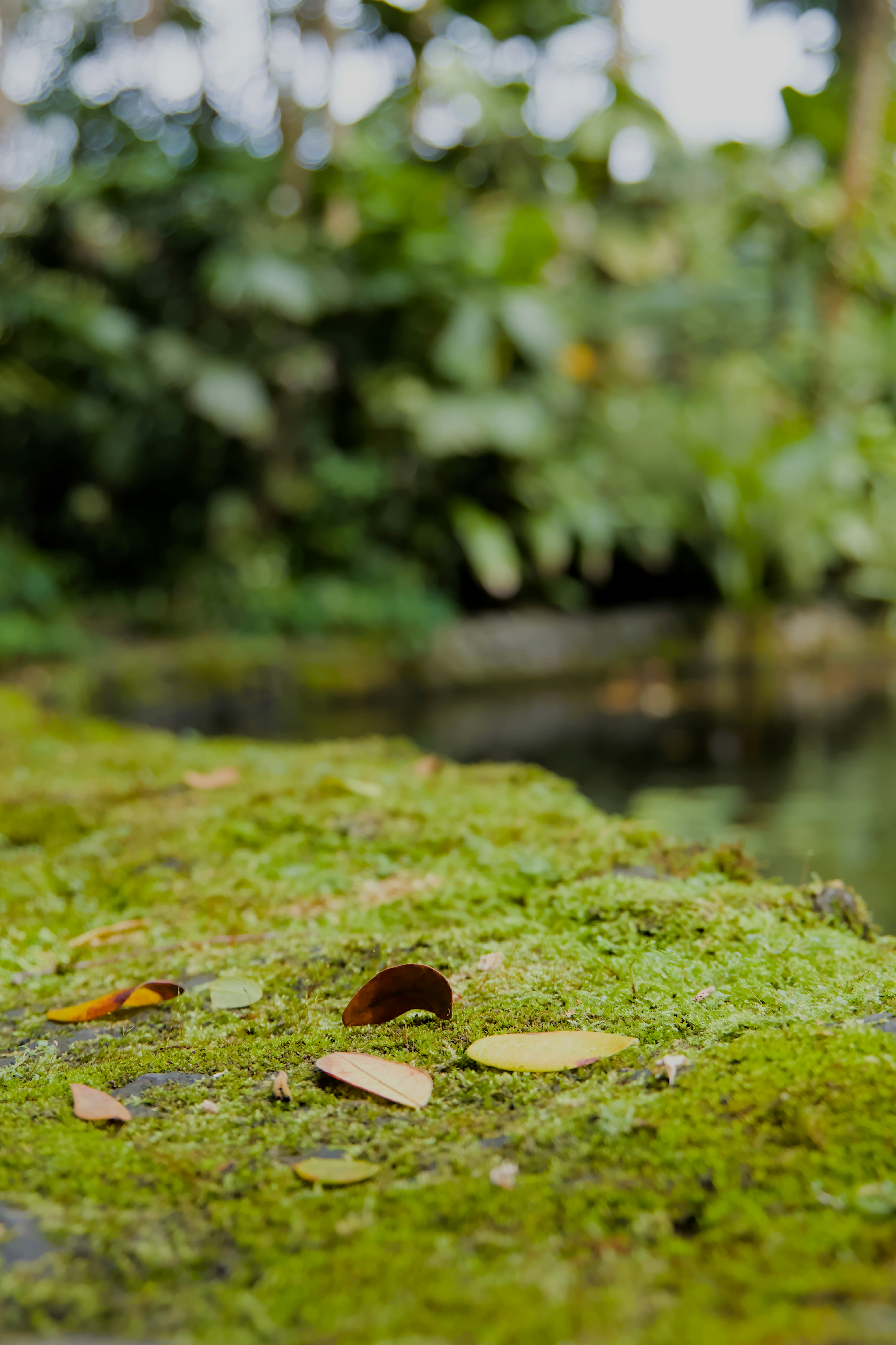 A close up of a moss covered wall photo – Free Hawaii Image on Unsplash