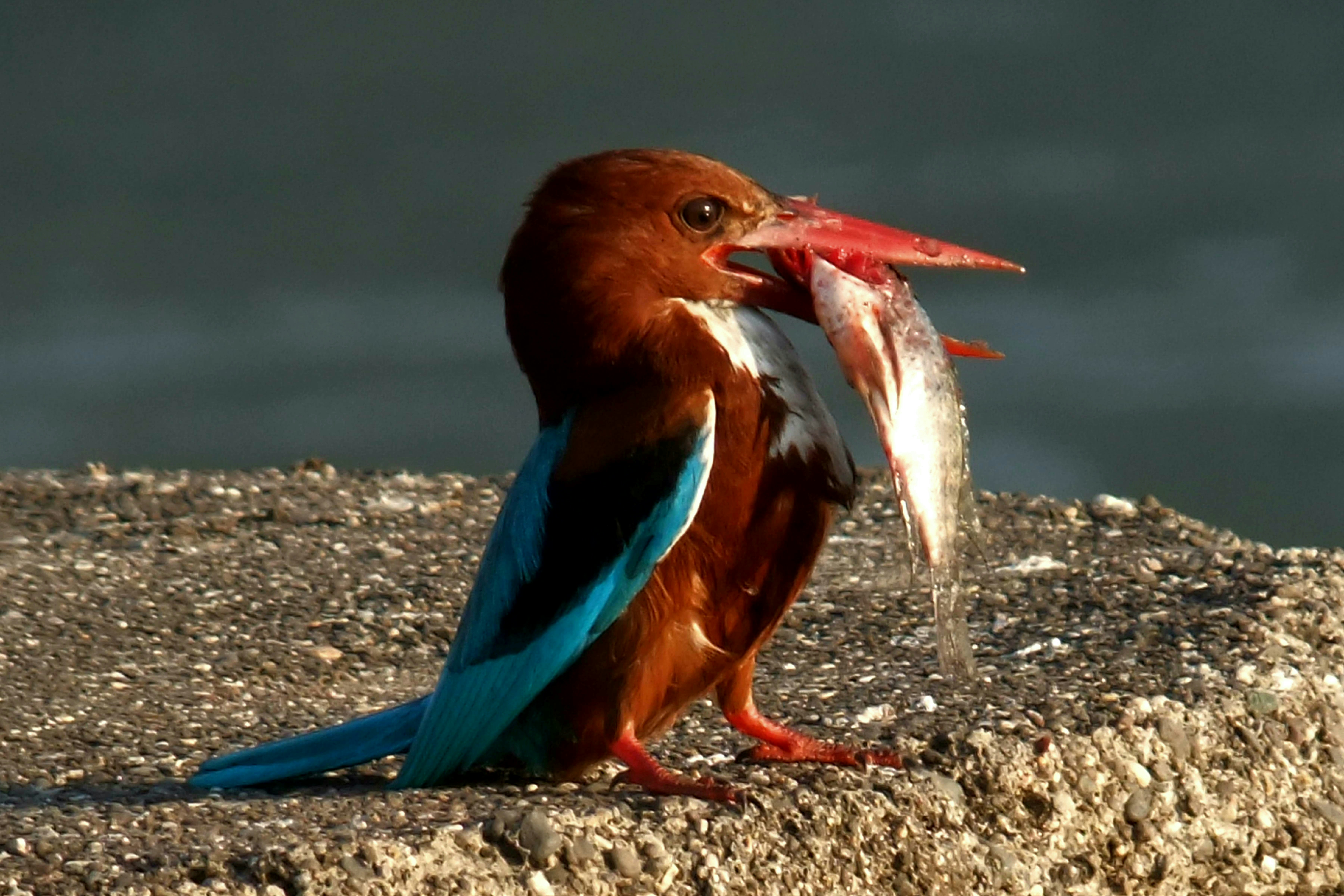 Crimson Beak, Azure Wings: A Kingfisher's Quick Catch