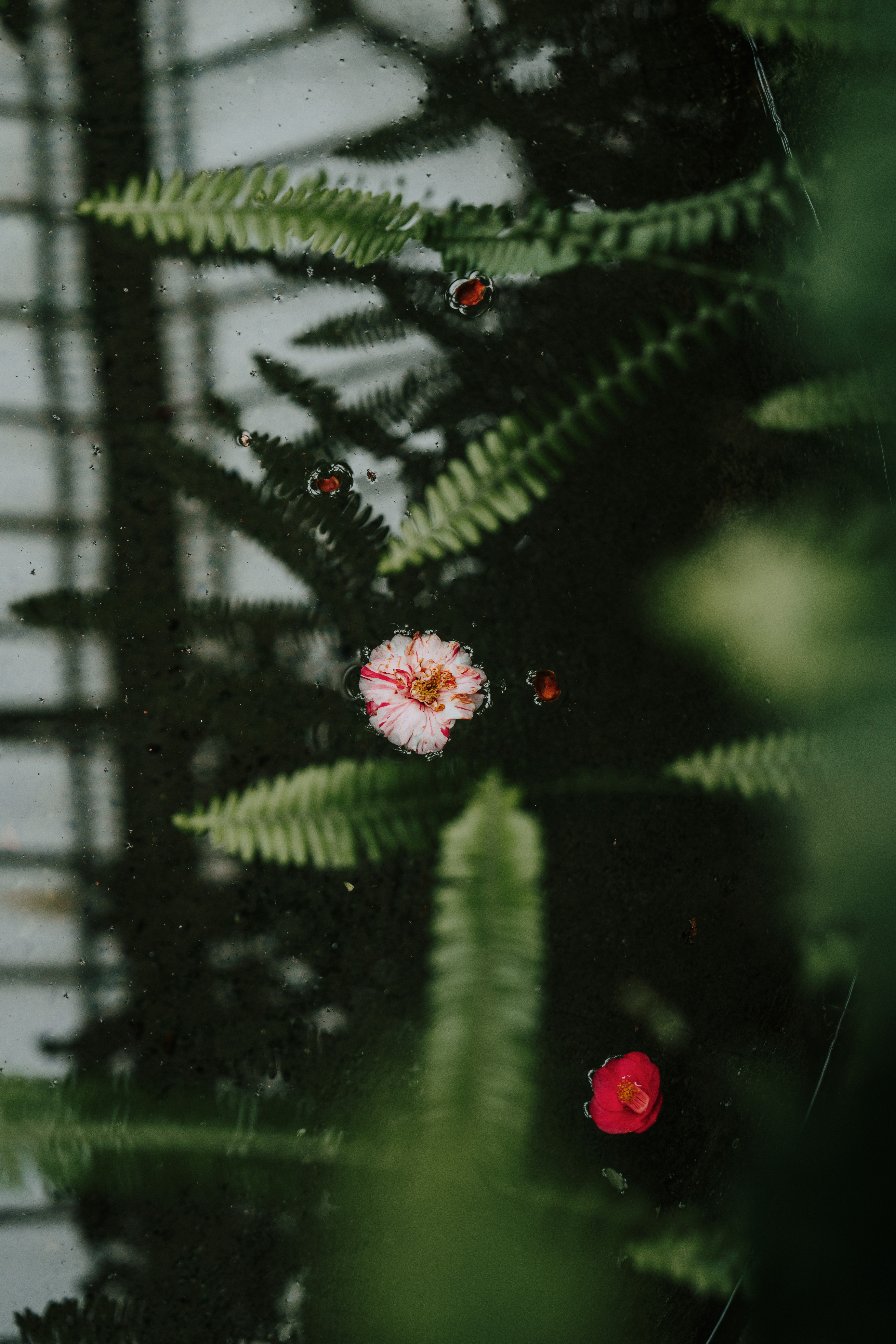 Fern Framed Bloom: a Quiet Garden Moment