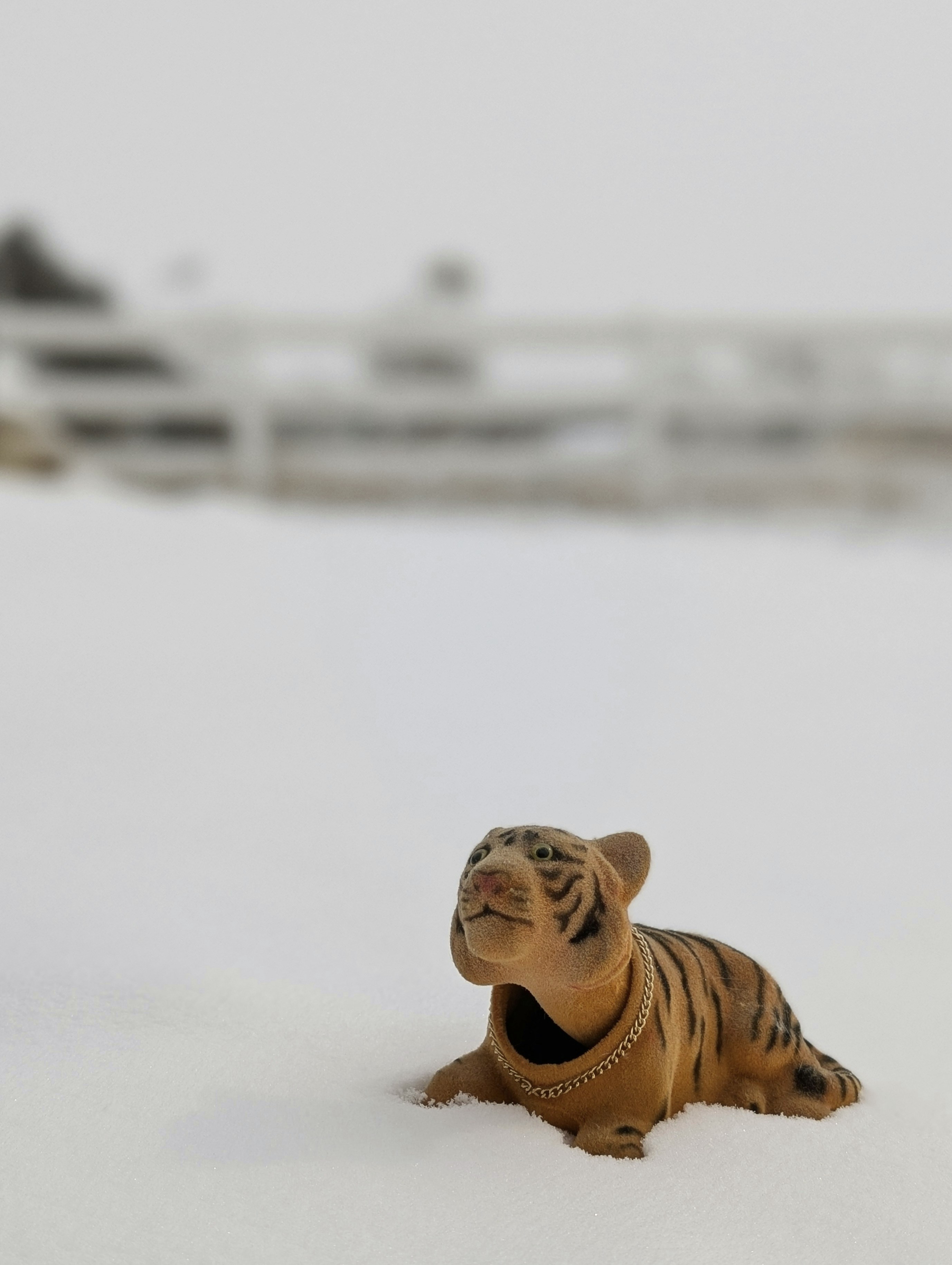 Whimsical Snowbound Encounter