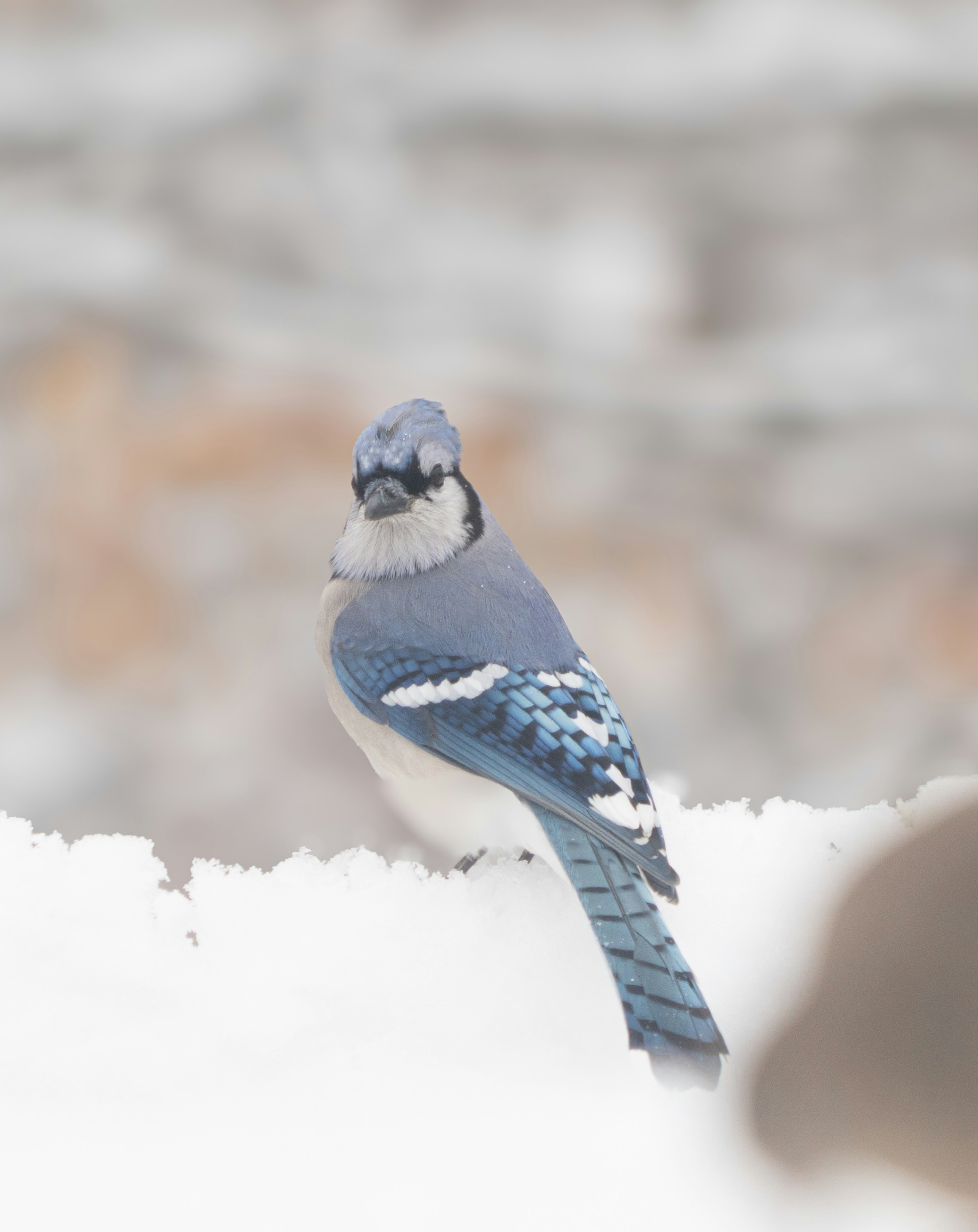 Blue Jay on Snow: Crisp Plumage Against a Frosty Backdrop