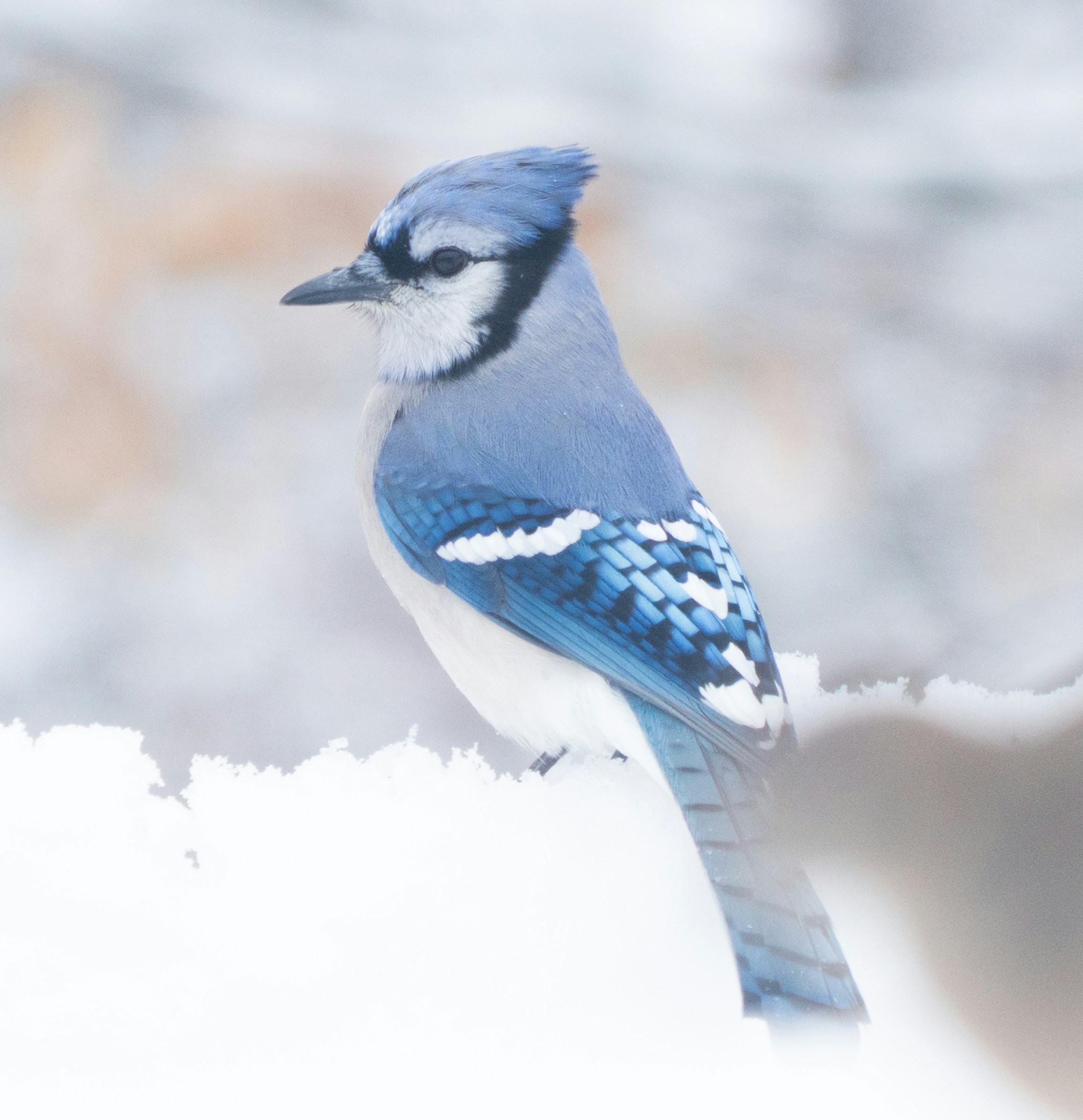 Blue Jay Portrait on Snowbound Branch