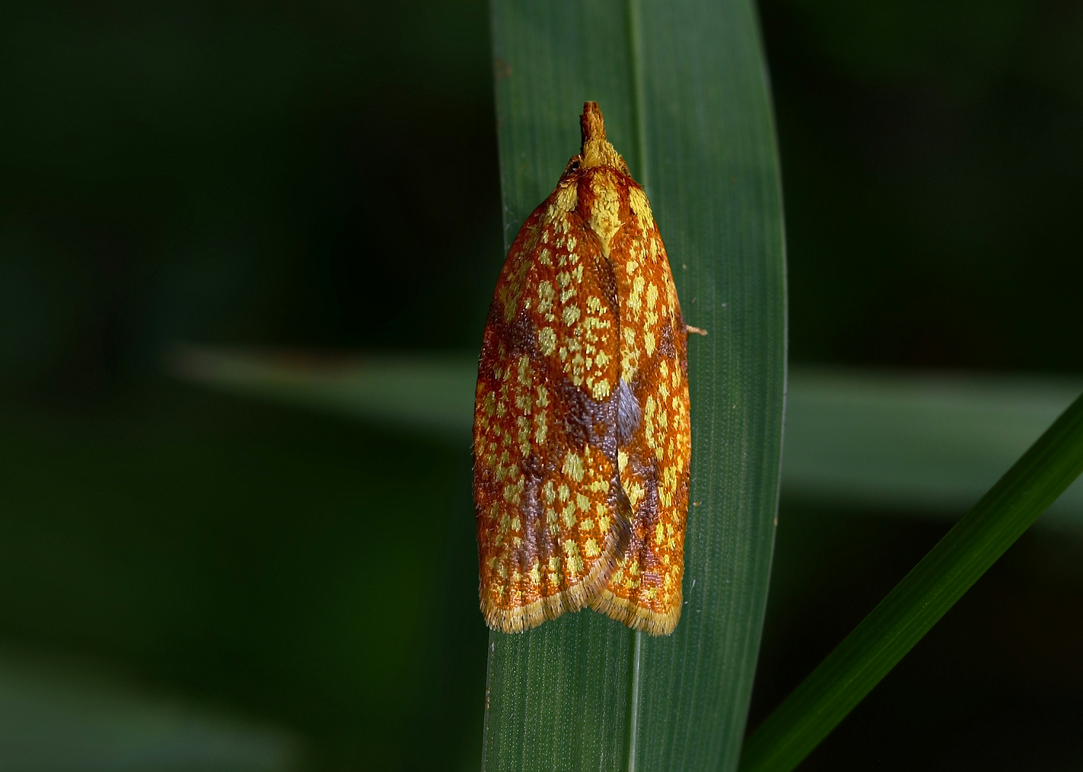 Orange patterned moth perched on a slender green blade, with a dark blurred background highlighting its intricate wing texture. Logo: none; illustration: none; painting: none.