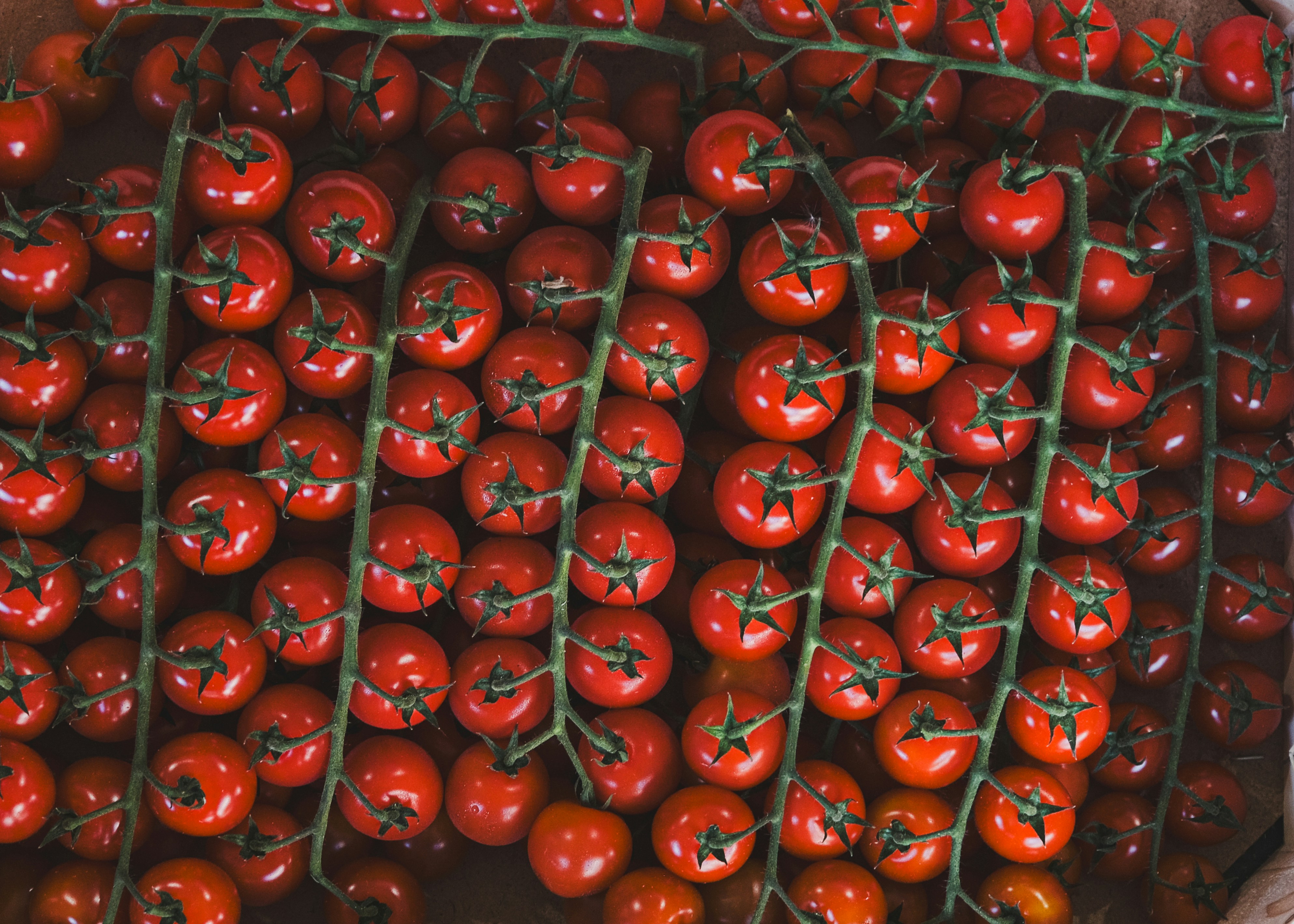 A bunch of tomatoes sitting on top of each other photo – Free Anthéor ...