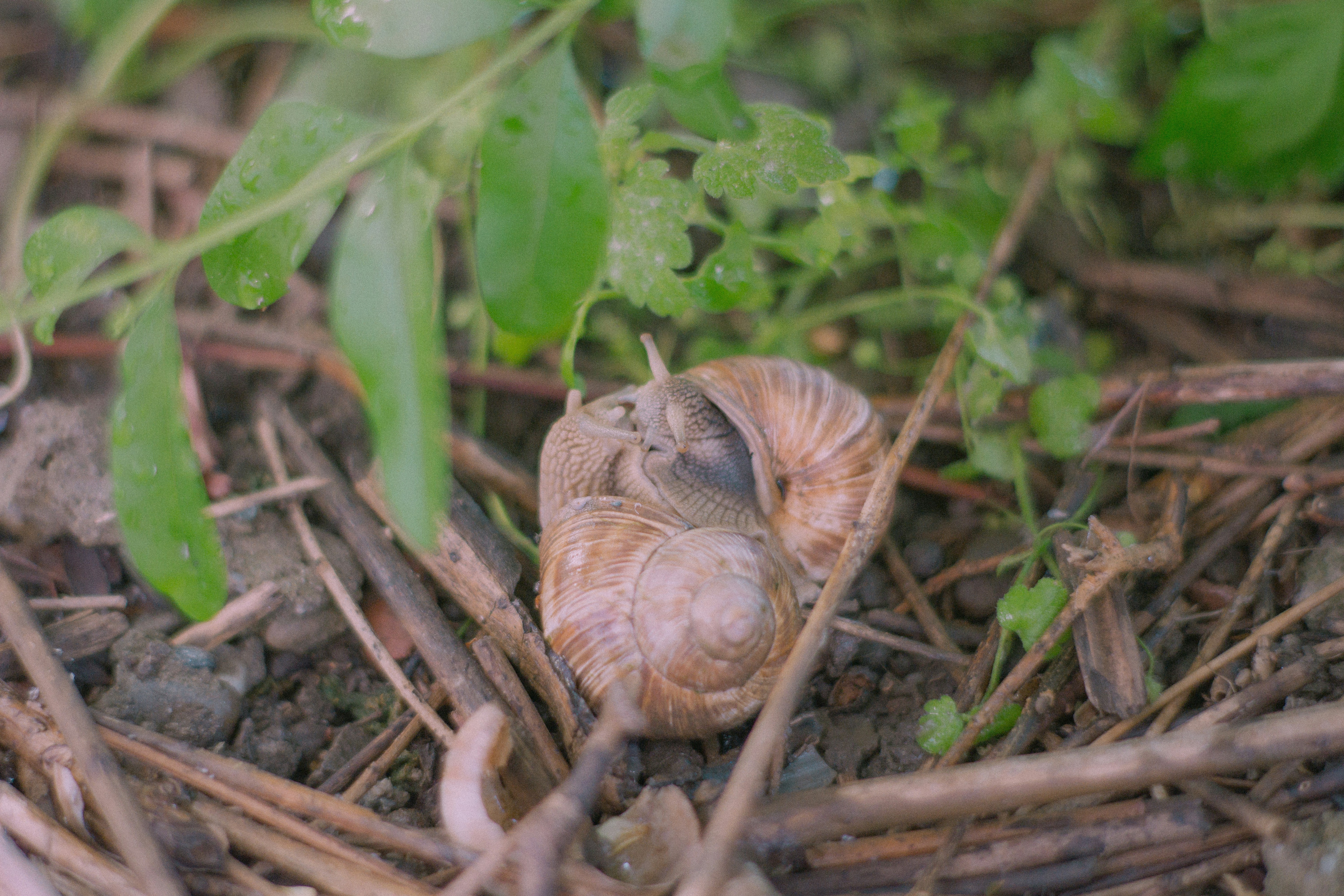 Whispered Connections in the Underbrush
