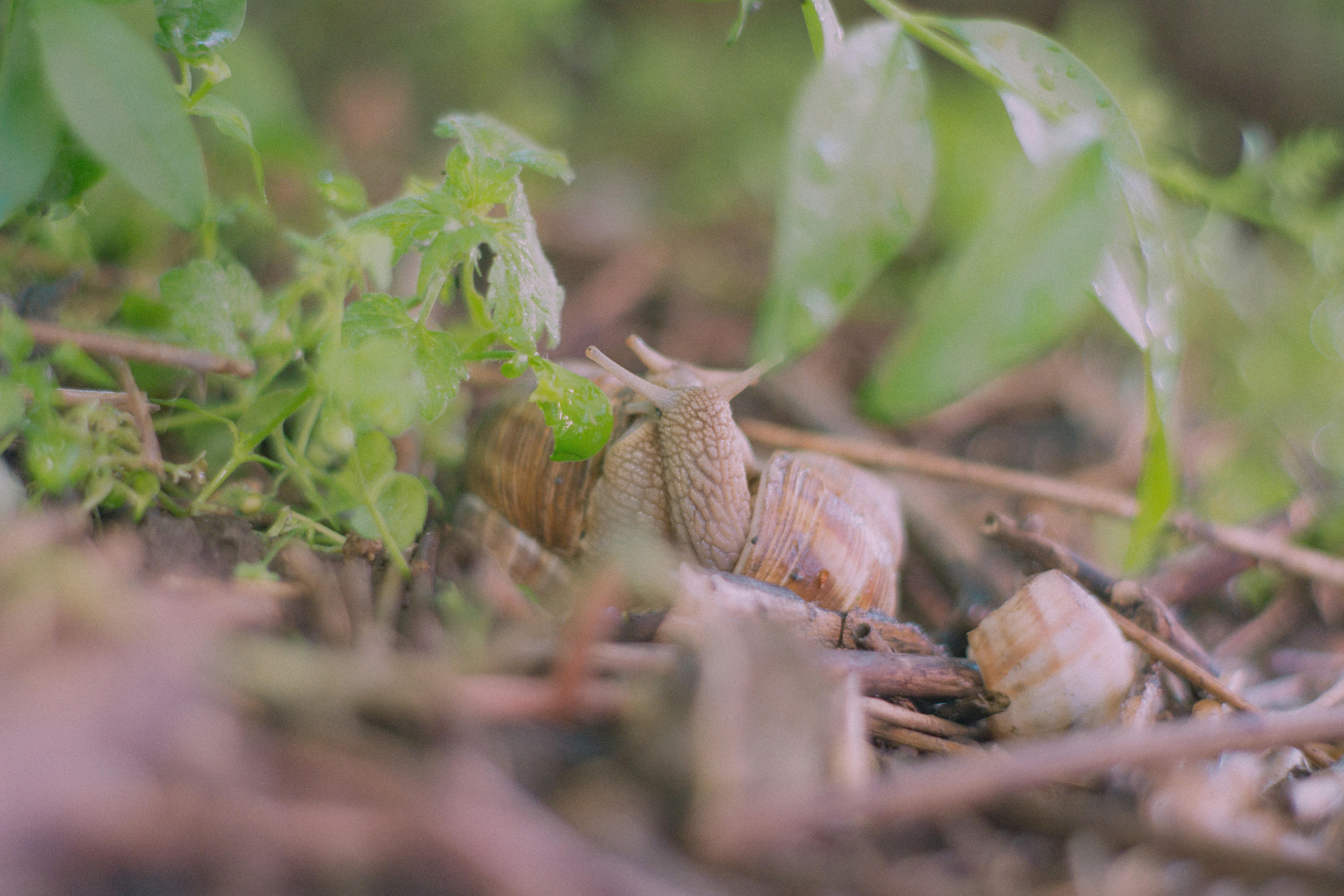 Leaf-Litter Sentinel: Close-Up of a Snail in Dappled Ground Light