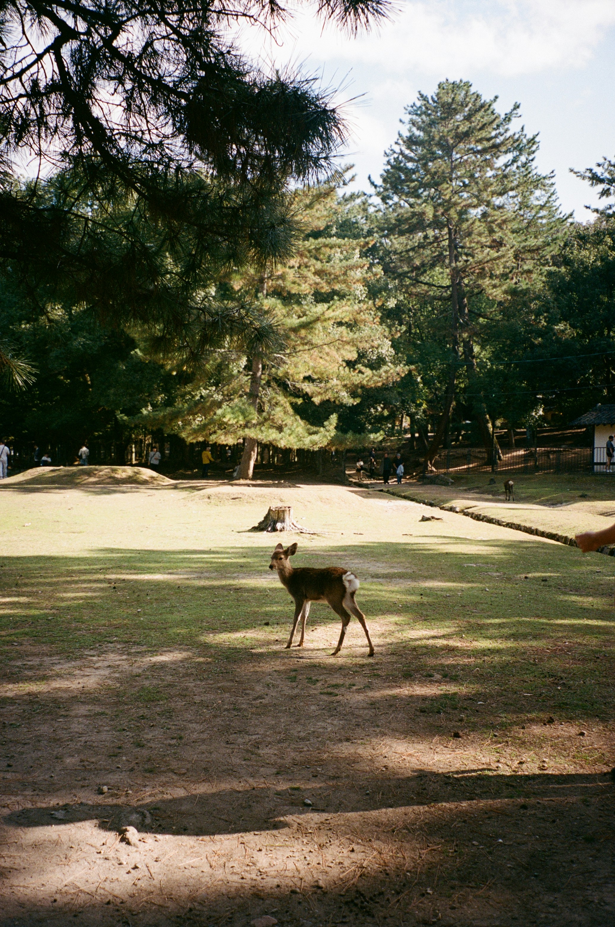 A man is playing frisbee with a deer photo – Free Nara Image on Unsplash