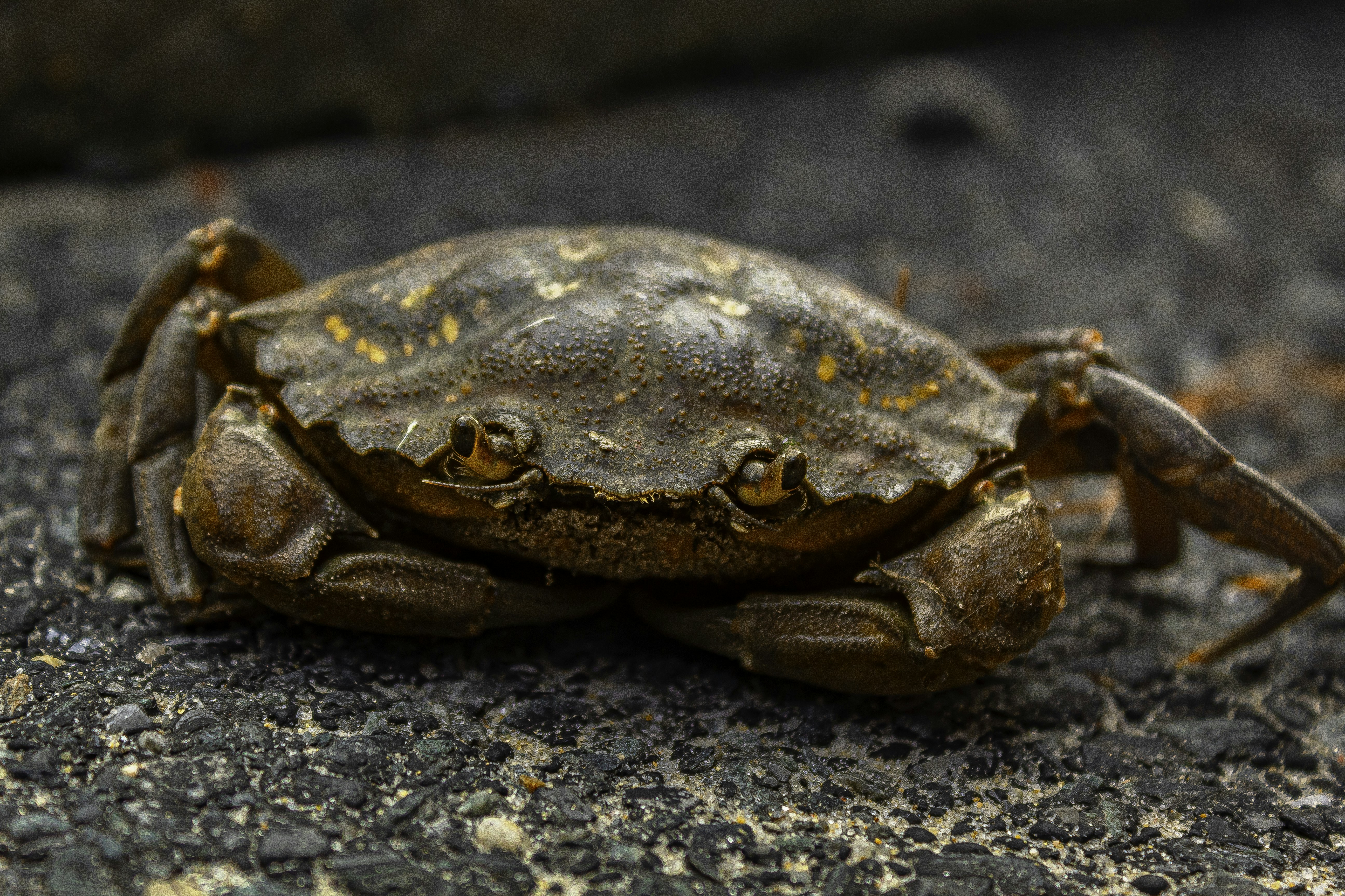 Close-up of a brown crab sitting on textured ground with detailed shell patterns.