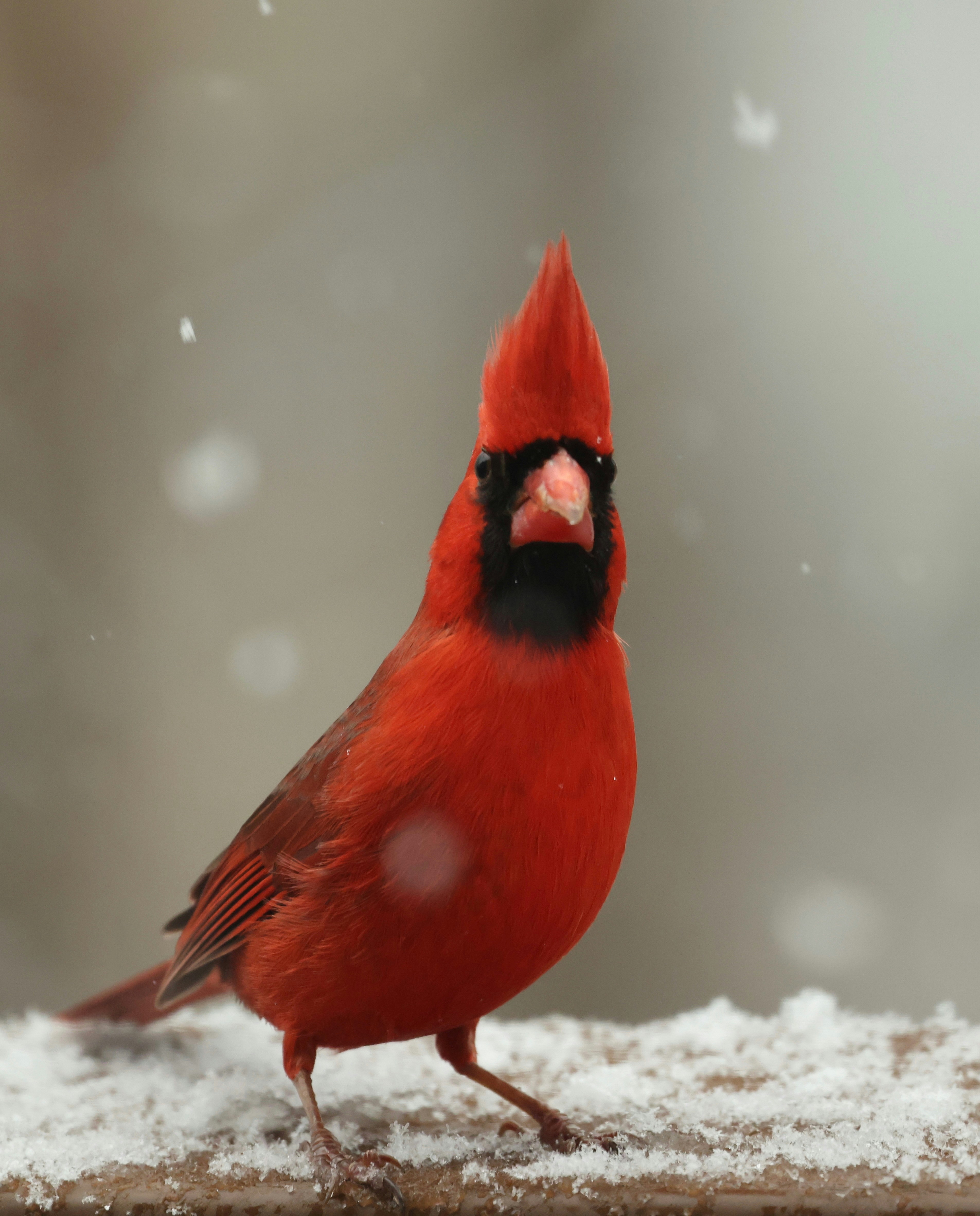 Crimson Cardinal on Snow: Bold Crest Amid Quiet Winter Snowfall