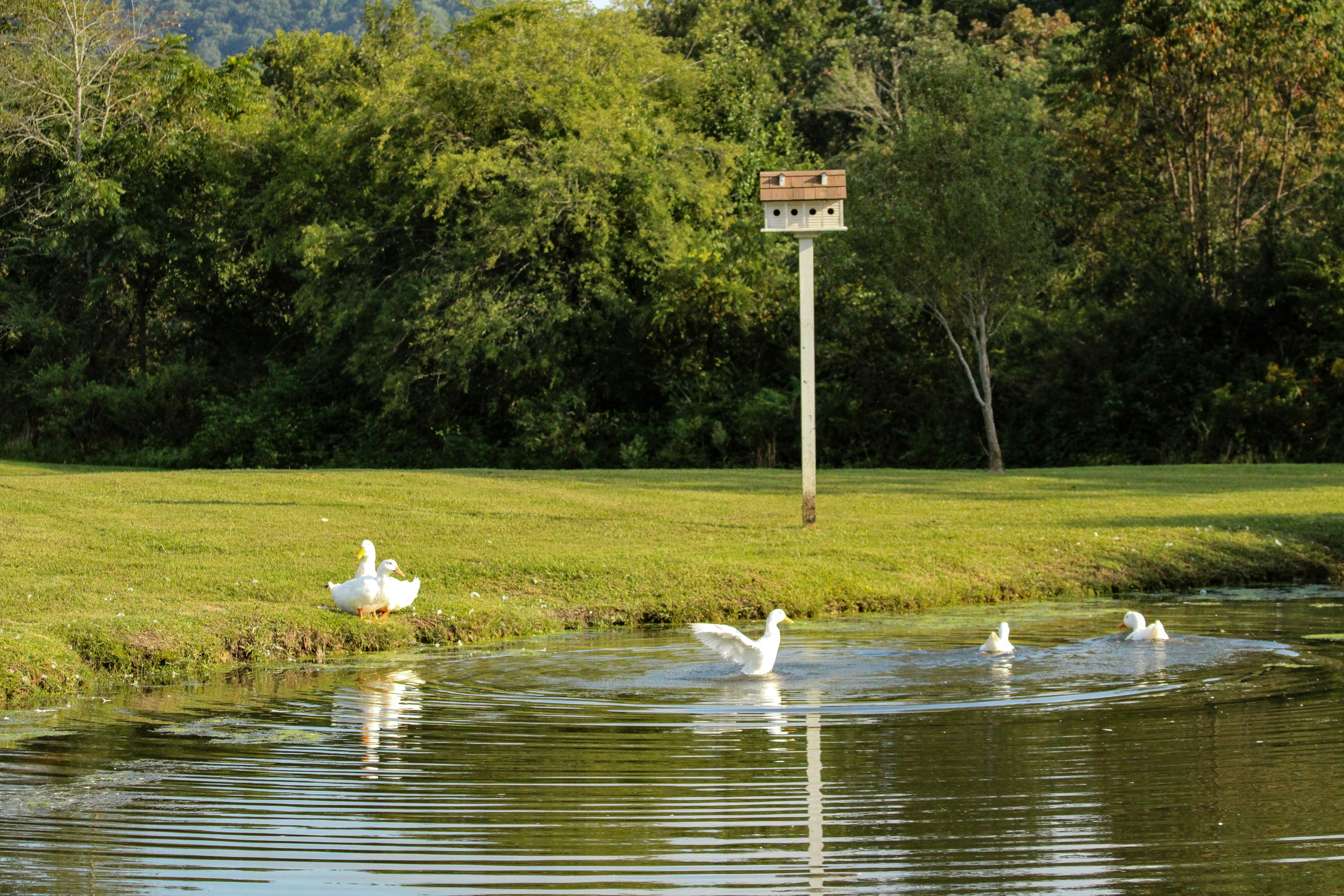 Swans gracefully swim across a serene pond bordered by lush greenery.