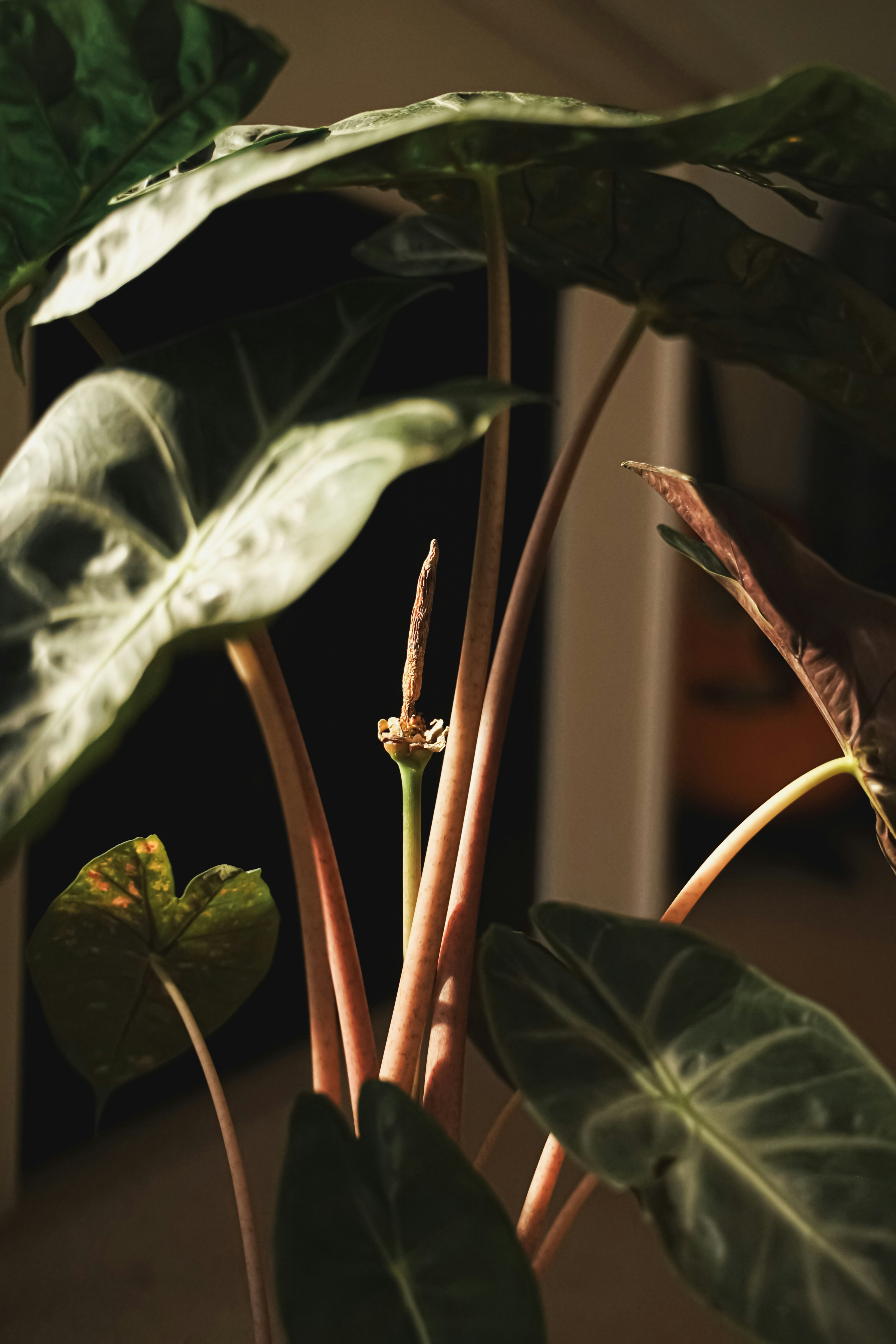 Amber Bud Rising Through Sinuous Indoor Stems