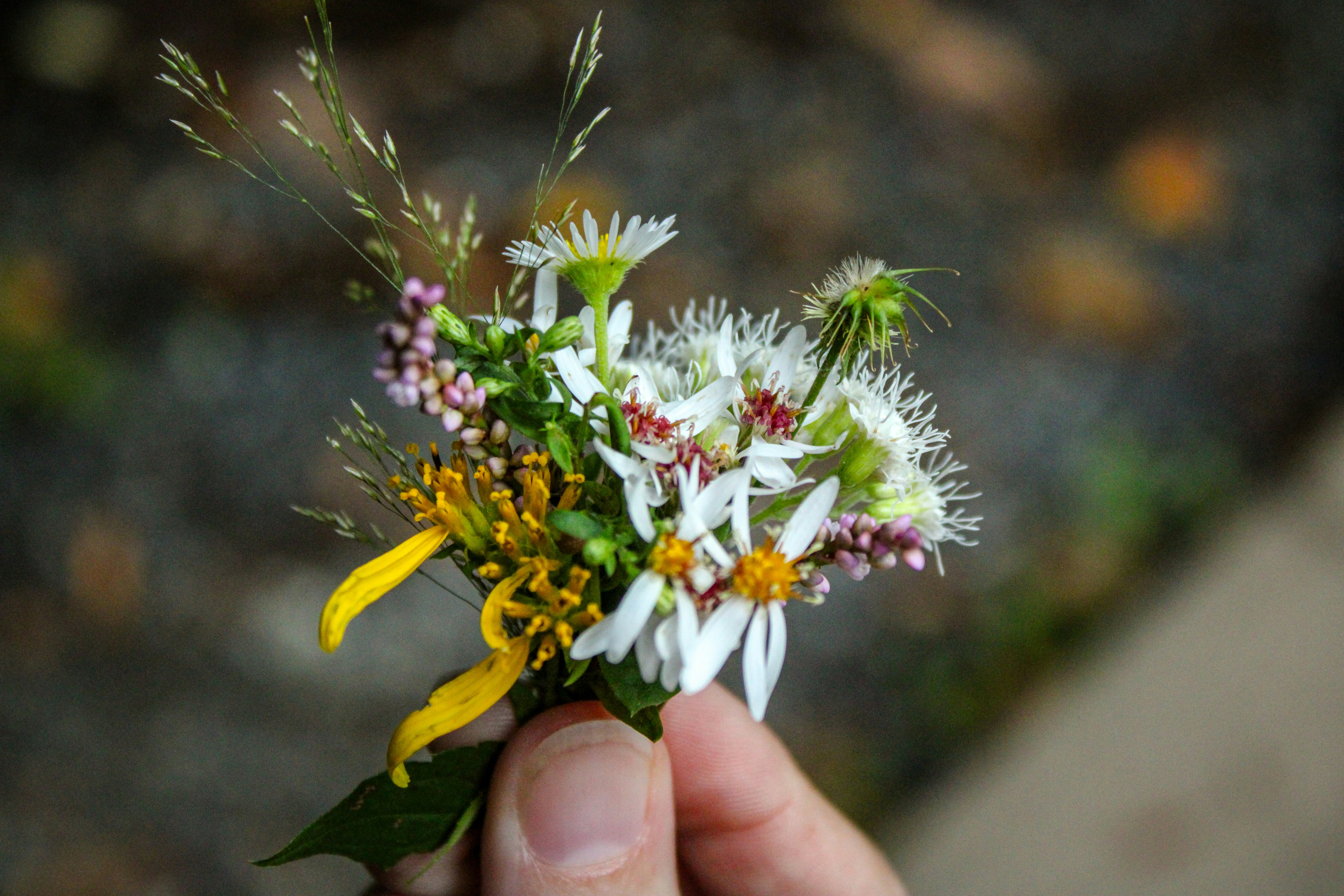 Vibrant Wildflower Medley